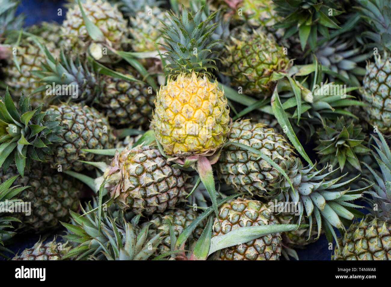 Pile of pineapples with both ripe and unripe one Stock Photo - Alamy