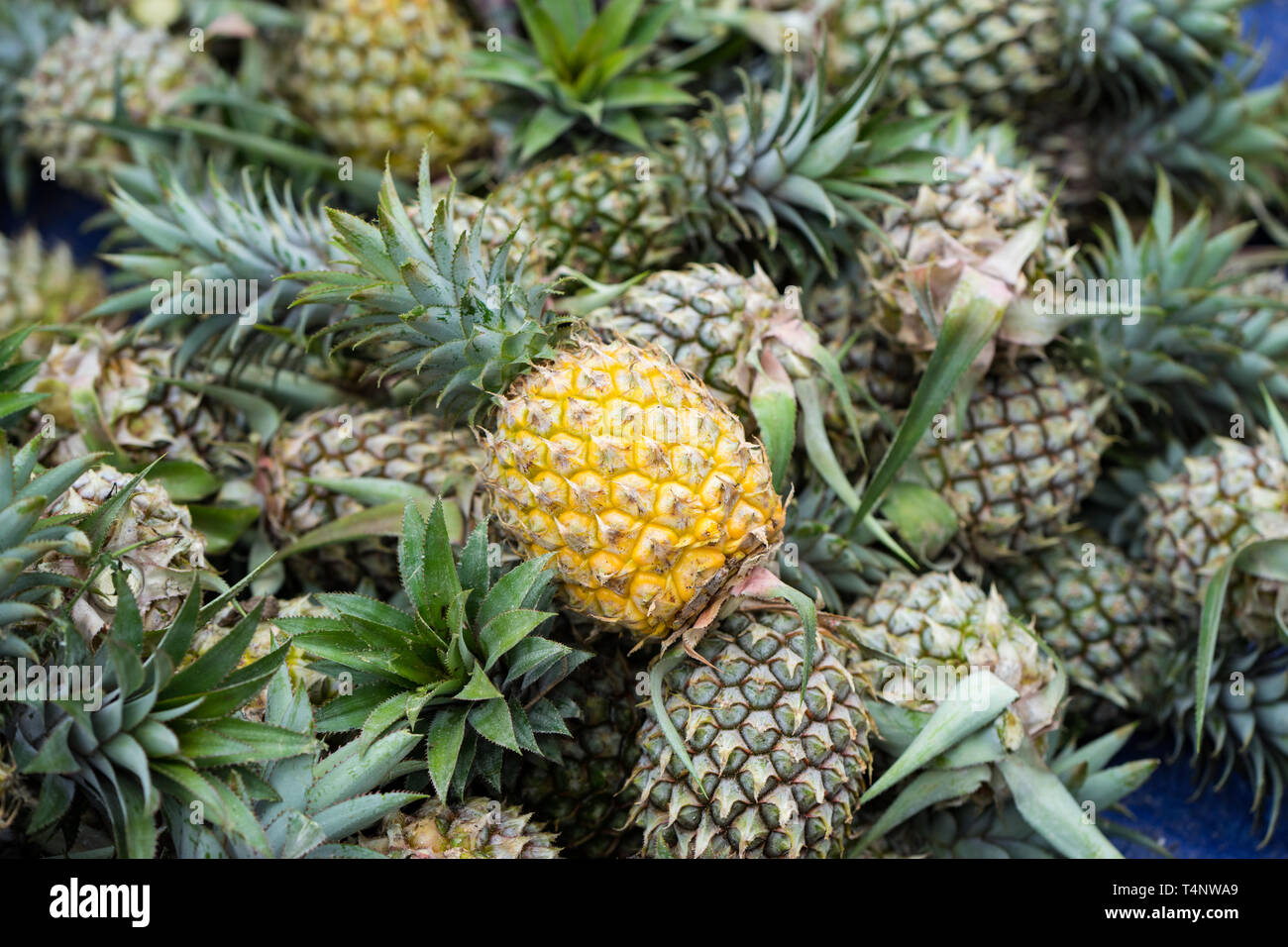 Pile of pineapples with both ripe and unripe one Stock Photo - Alamy
