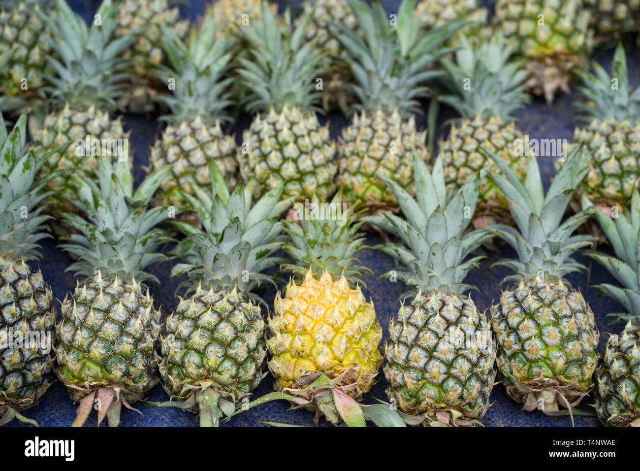 Pile of pineapples with both ripe and unripe one Stock Photo - Alamy