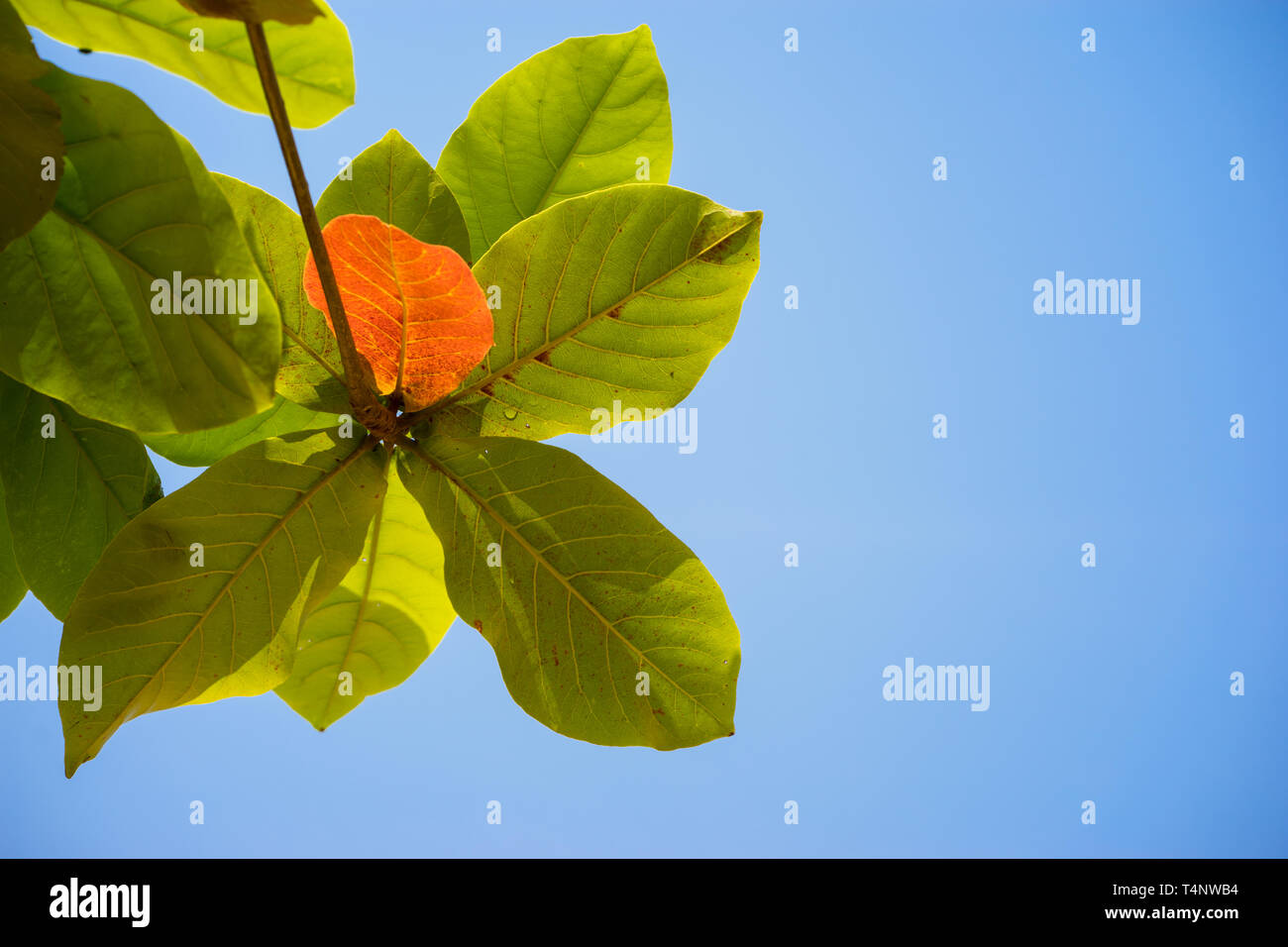 Malabar almond hi-res stock photography and images - Alamy