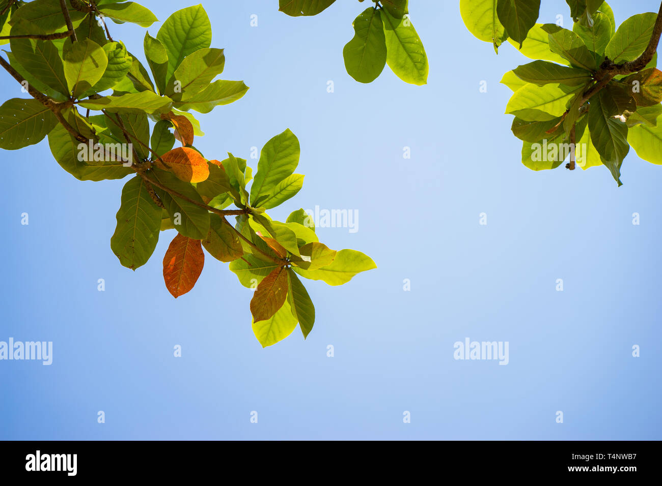 Malabar almond hi-res stock photography and images - Alamy