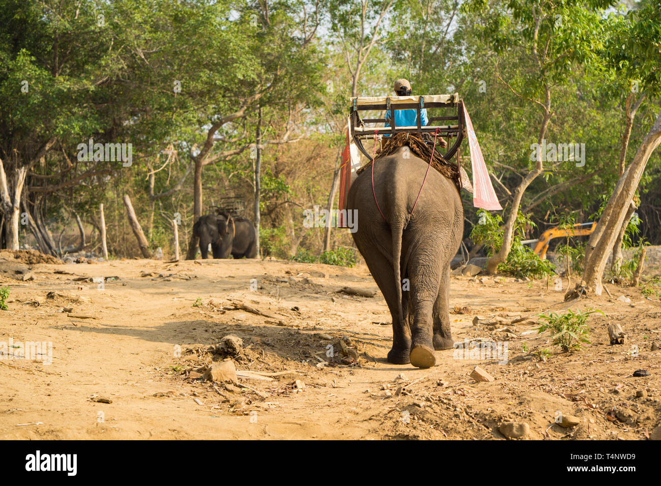 Tame elephant in Tay Nguyen, central highlands of Vietnam Stock Photo ...