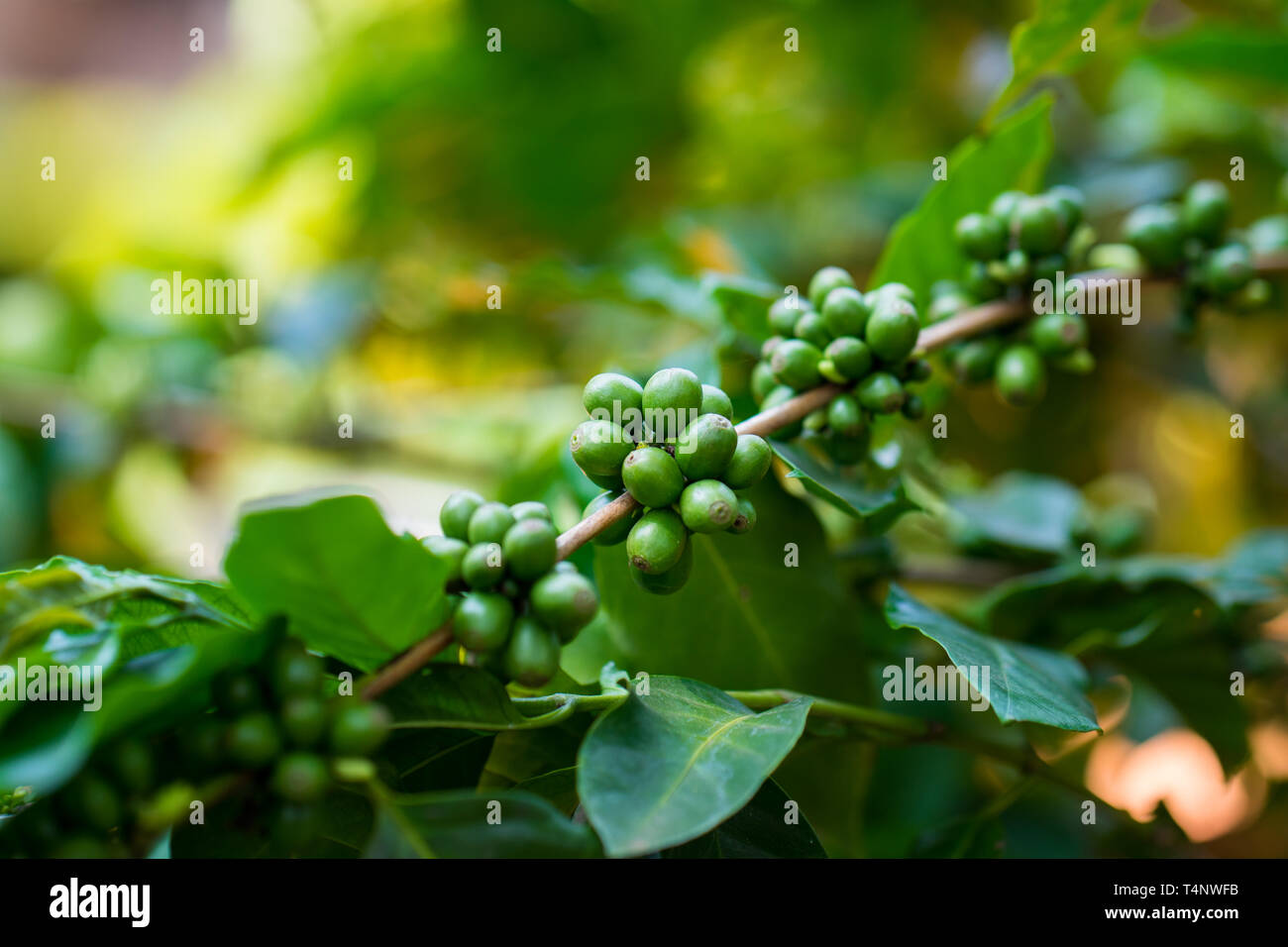 Unripe excelsa coffee beans on tree in farm Stock Photo - Alamy
