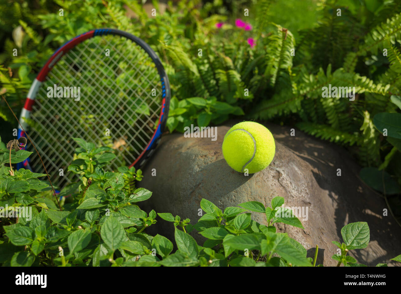 Tennis ball on top of a rock. Concept of green and healthy Stock Photo ...