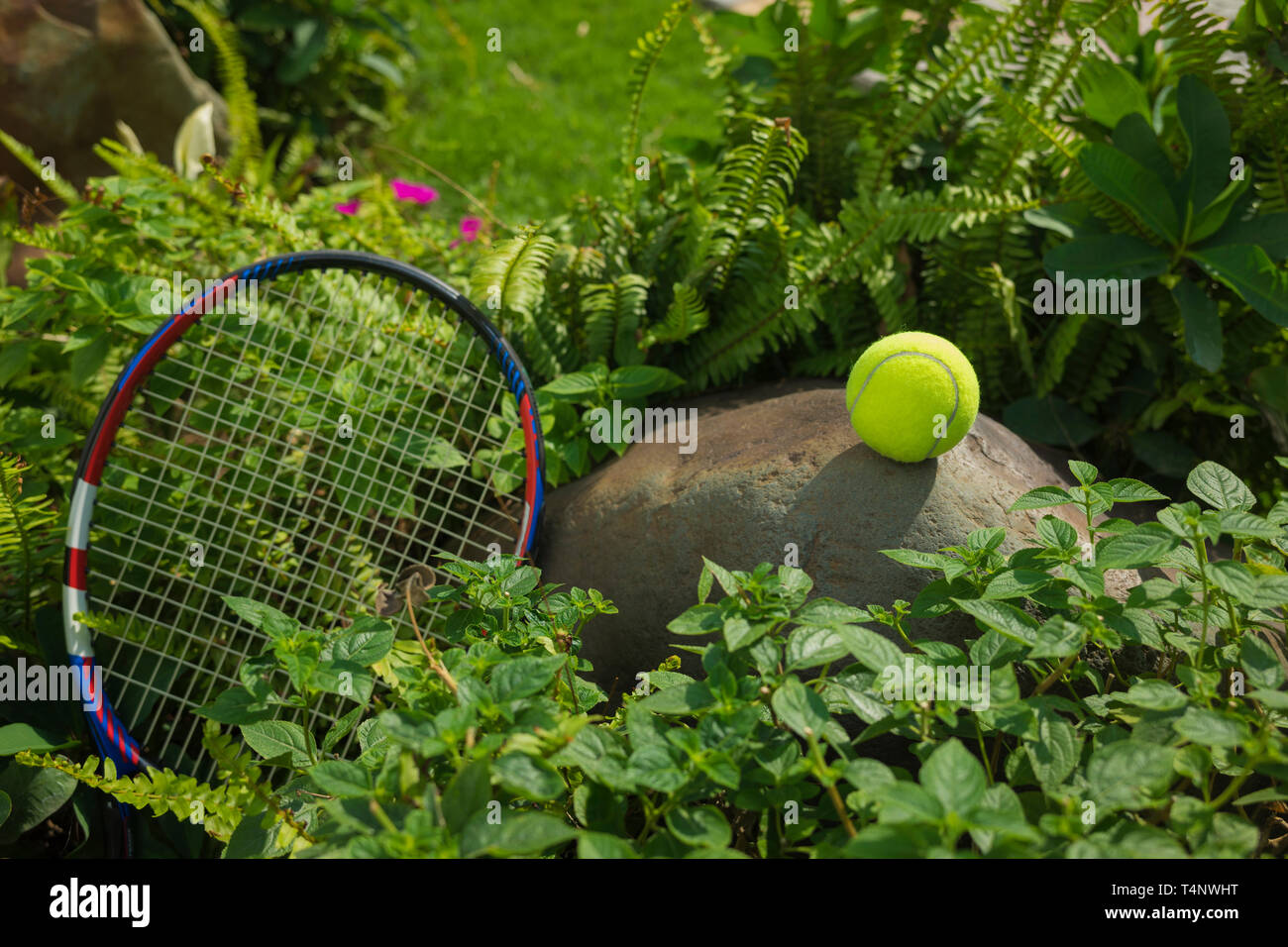 Tennis ball on top of a rock. Concept of green and healthy Stock Photo ...