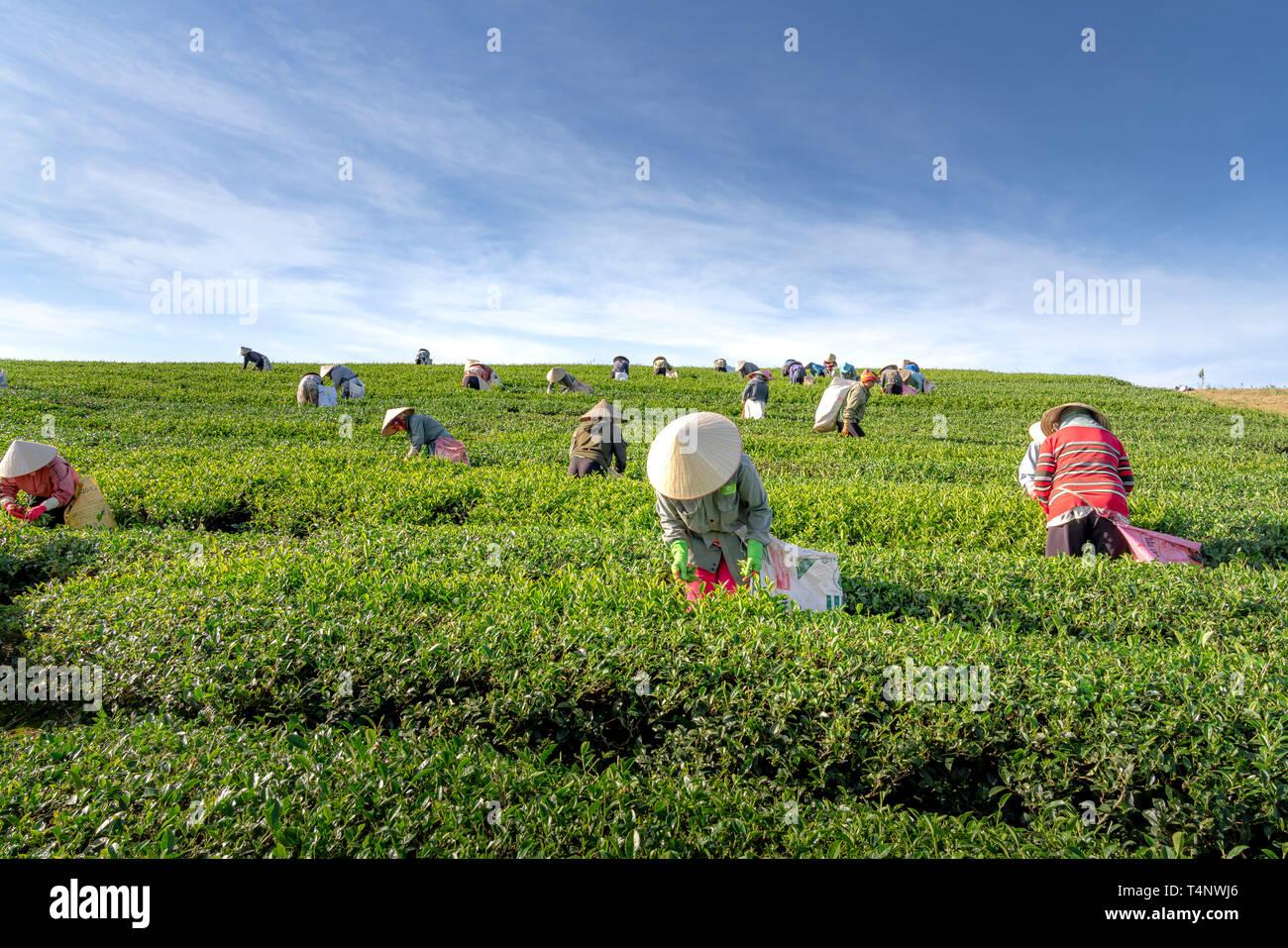 Cau Dat tea farm, Da Lat Town, Vietnam - October 12, 2018: Workers of ...
