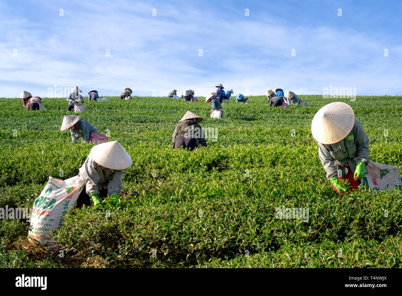 Cau Dat tea farm, Da Lat Town, Vietnam - October 12, 2018: Workers of ...