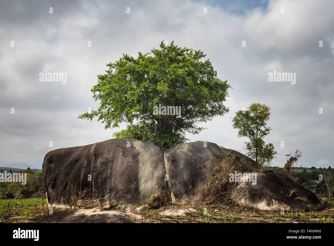 Abstract landscape rocks and tree hi-res stock photography and images ...