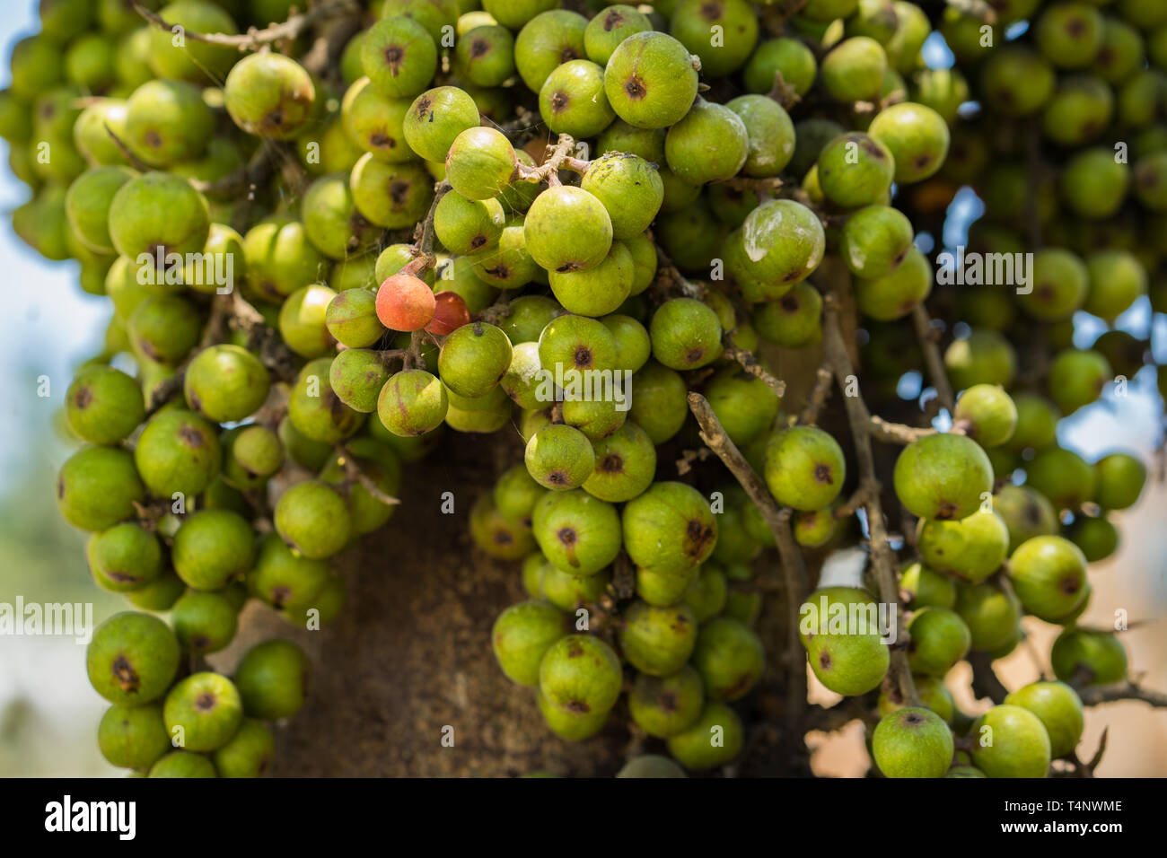 Types Of Fig Trees In South Africa at Kenneth Keene blog