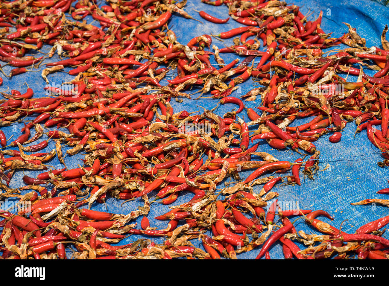 spice red pepper drying on outdoor ground Stock Photo - Alamy