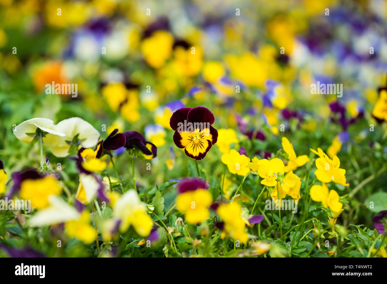 Viola butterfly flowers on grass field outdoor Stock Photo - Alamy