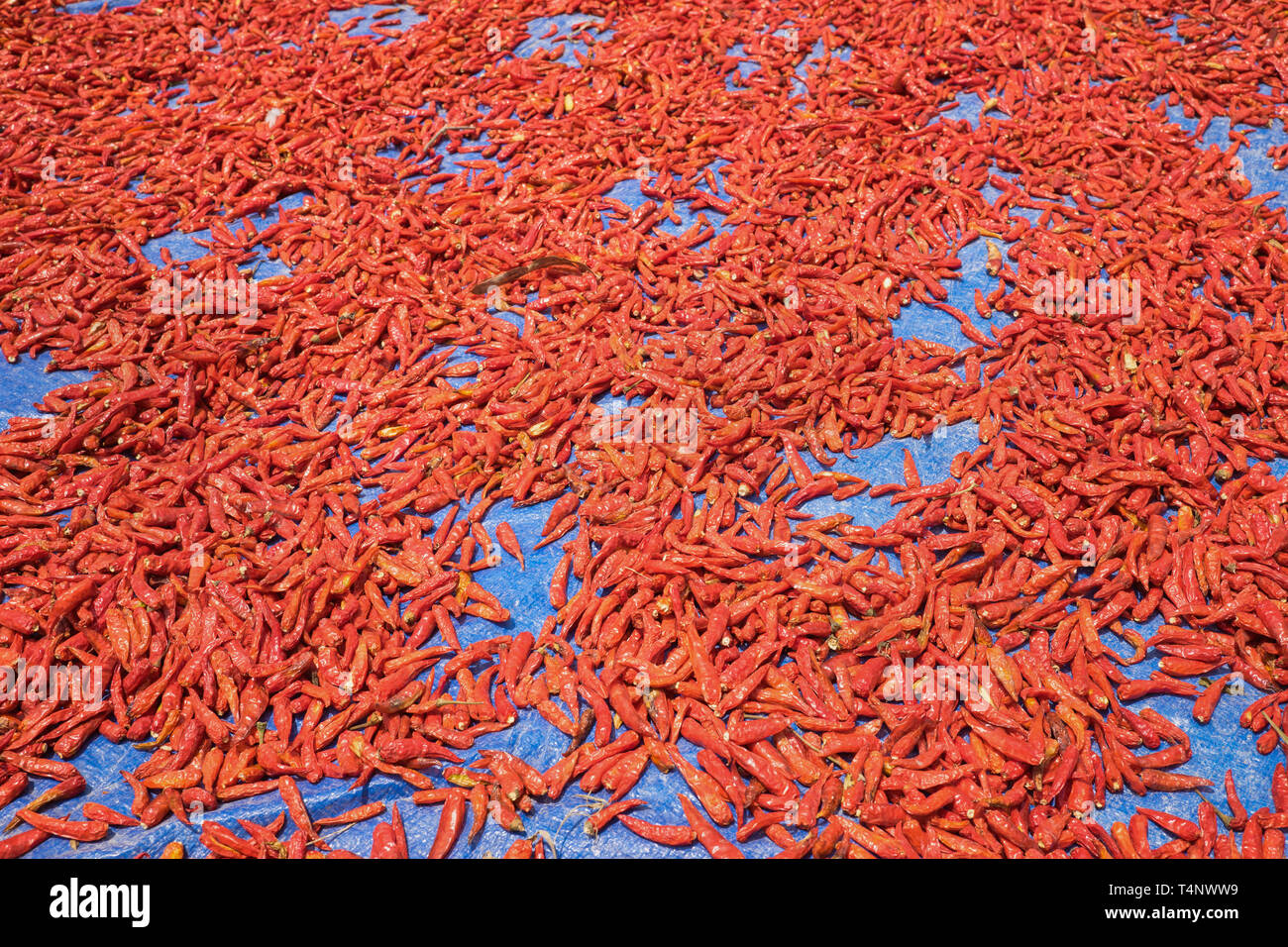 Red hot pepper under processing by drying naturally under sunlight in ...