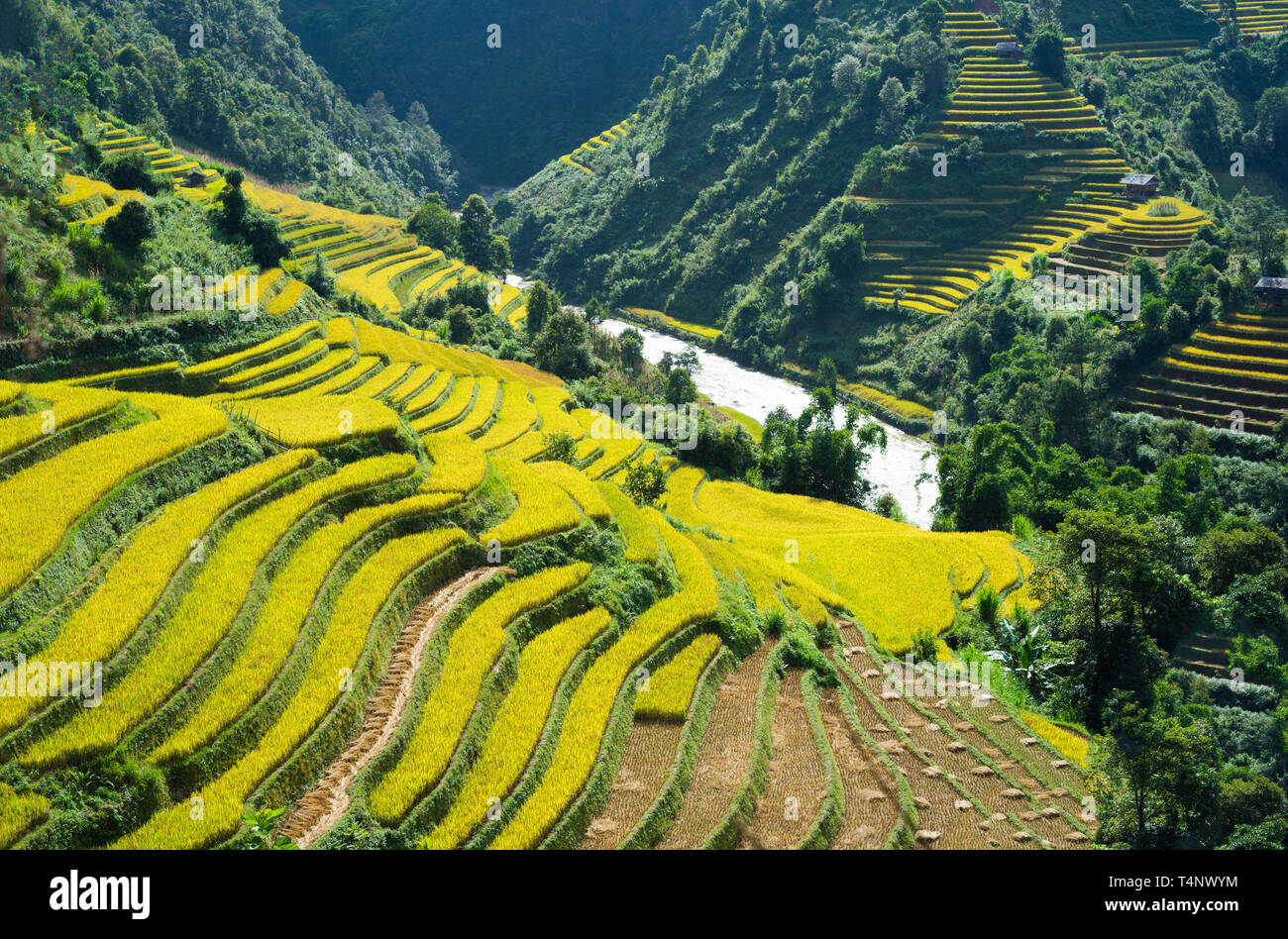 Asia rice field by harvesting season in Mu Cang Chai district, Yen Bai ...