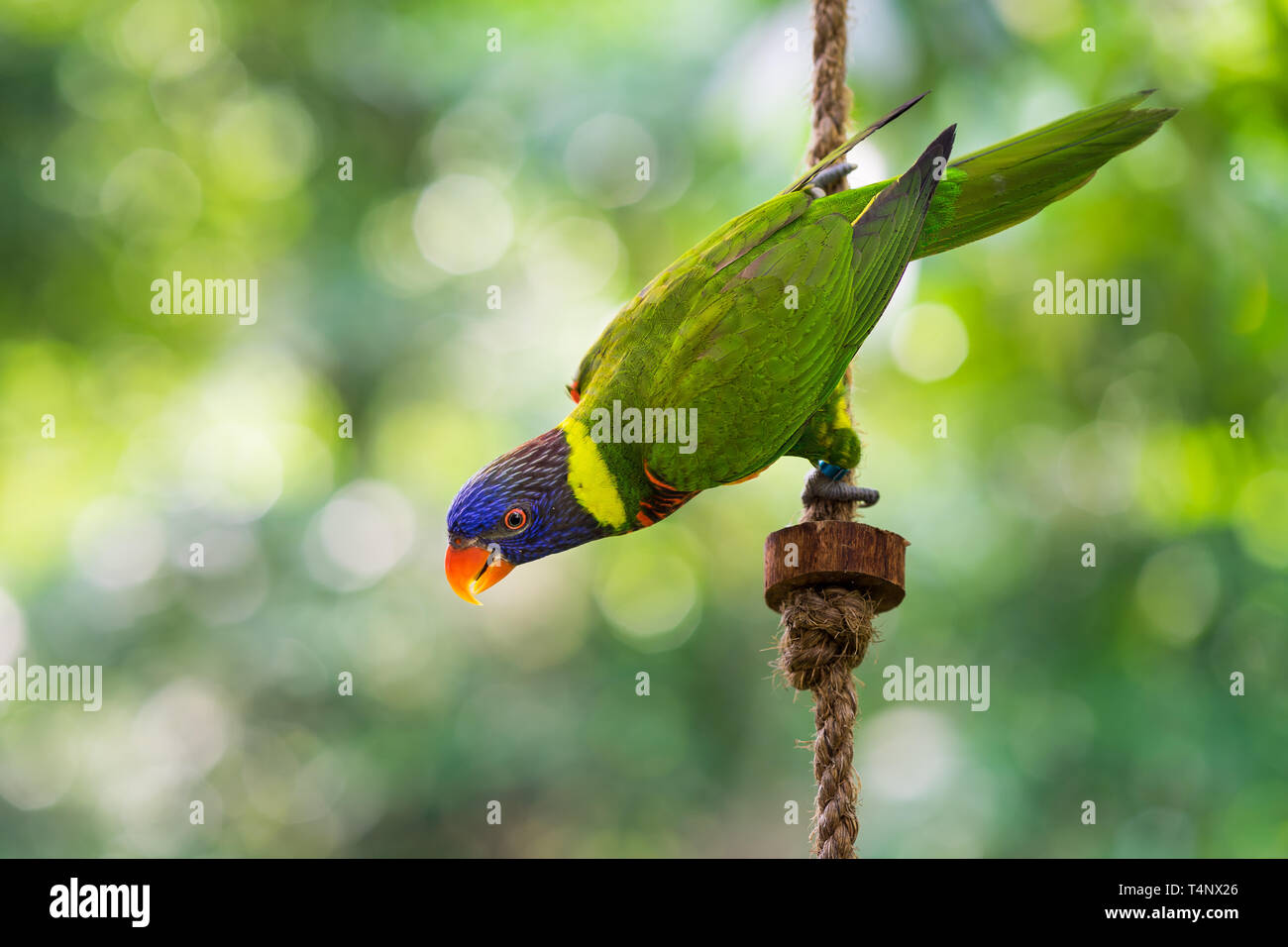Parrot on tree branch in park in Singapore Stock Photo - Alamy
