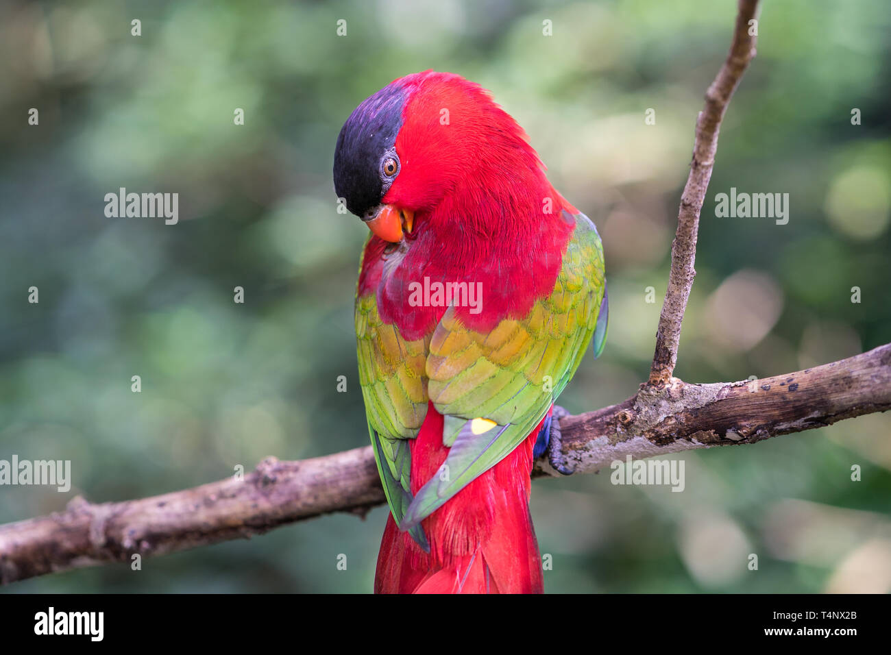 Parrot on tree branch in park in Singapore Stock Photo - Alamy