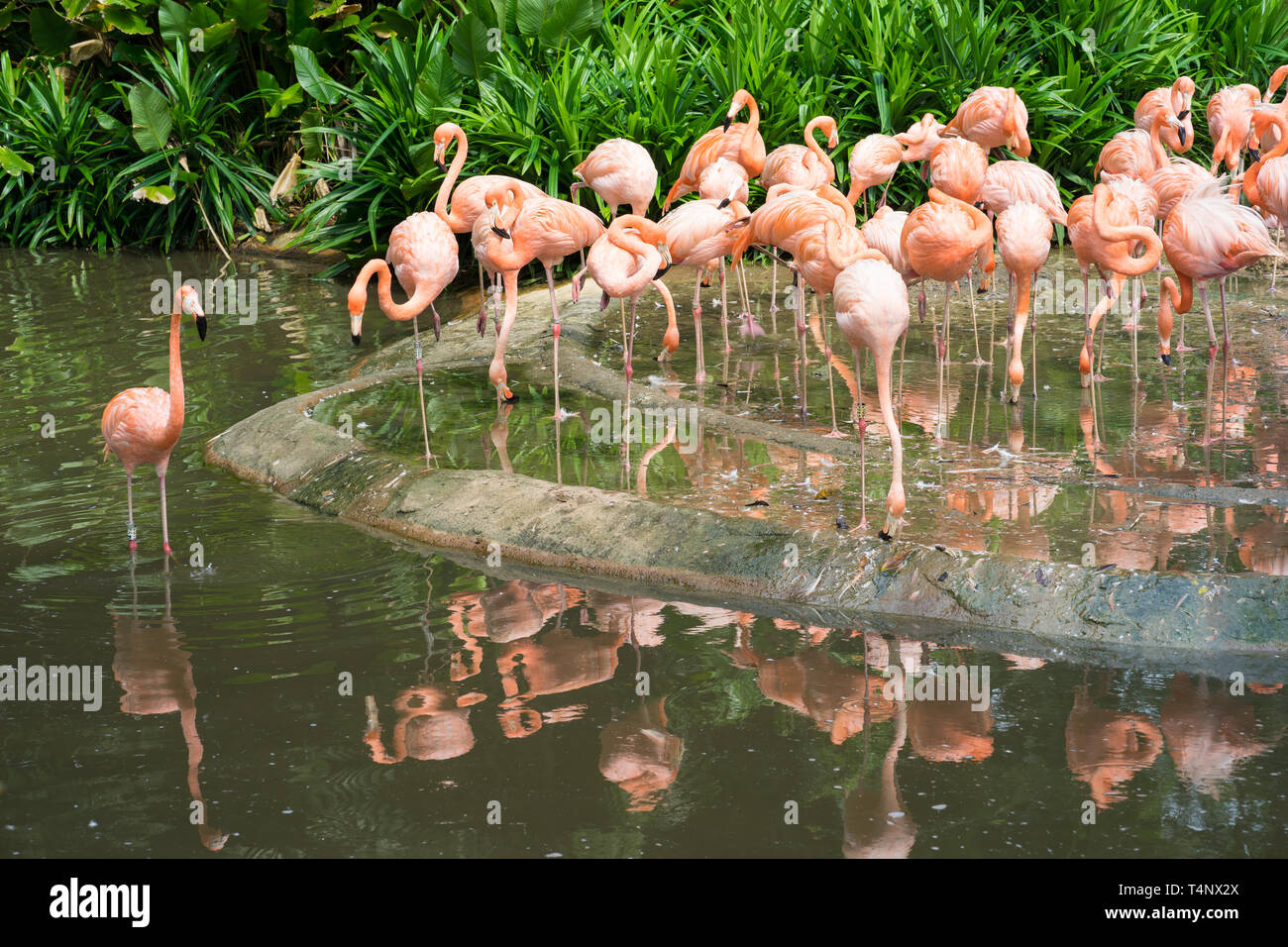Pink flamingo in zoo park in Singapore Stock Photo - Alamy