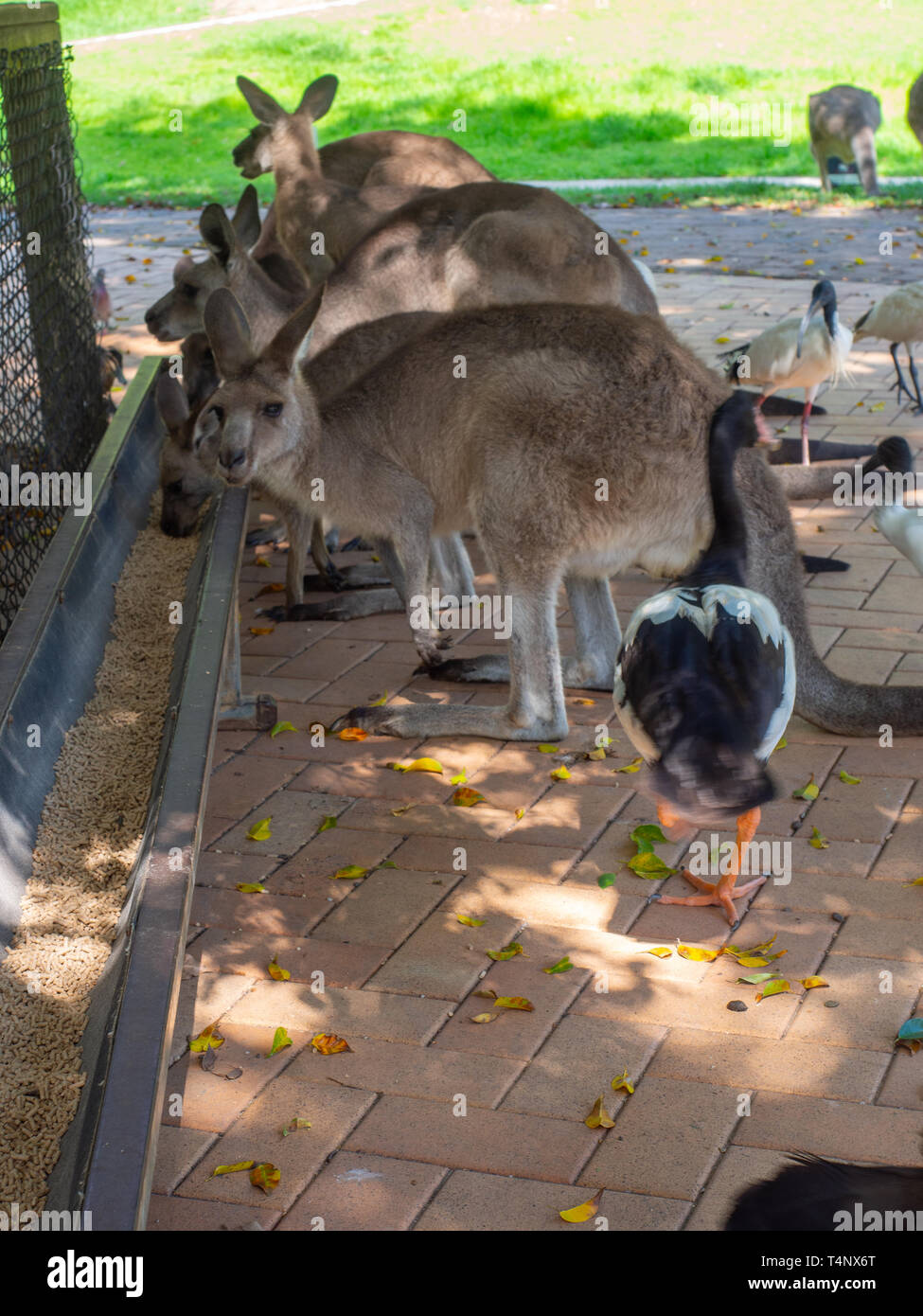 Kangaroos Eating At A Wildlife Reserve Stock Photo - Alamy