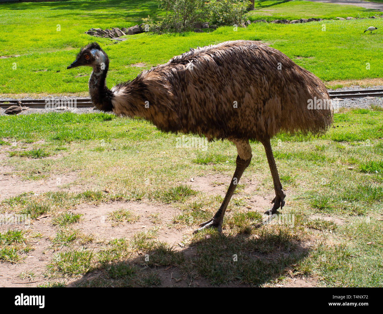 Emu Bird Walking Across The Grass At A Wildlife Reserve Stock Photo - Alamy