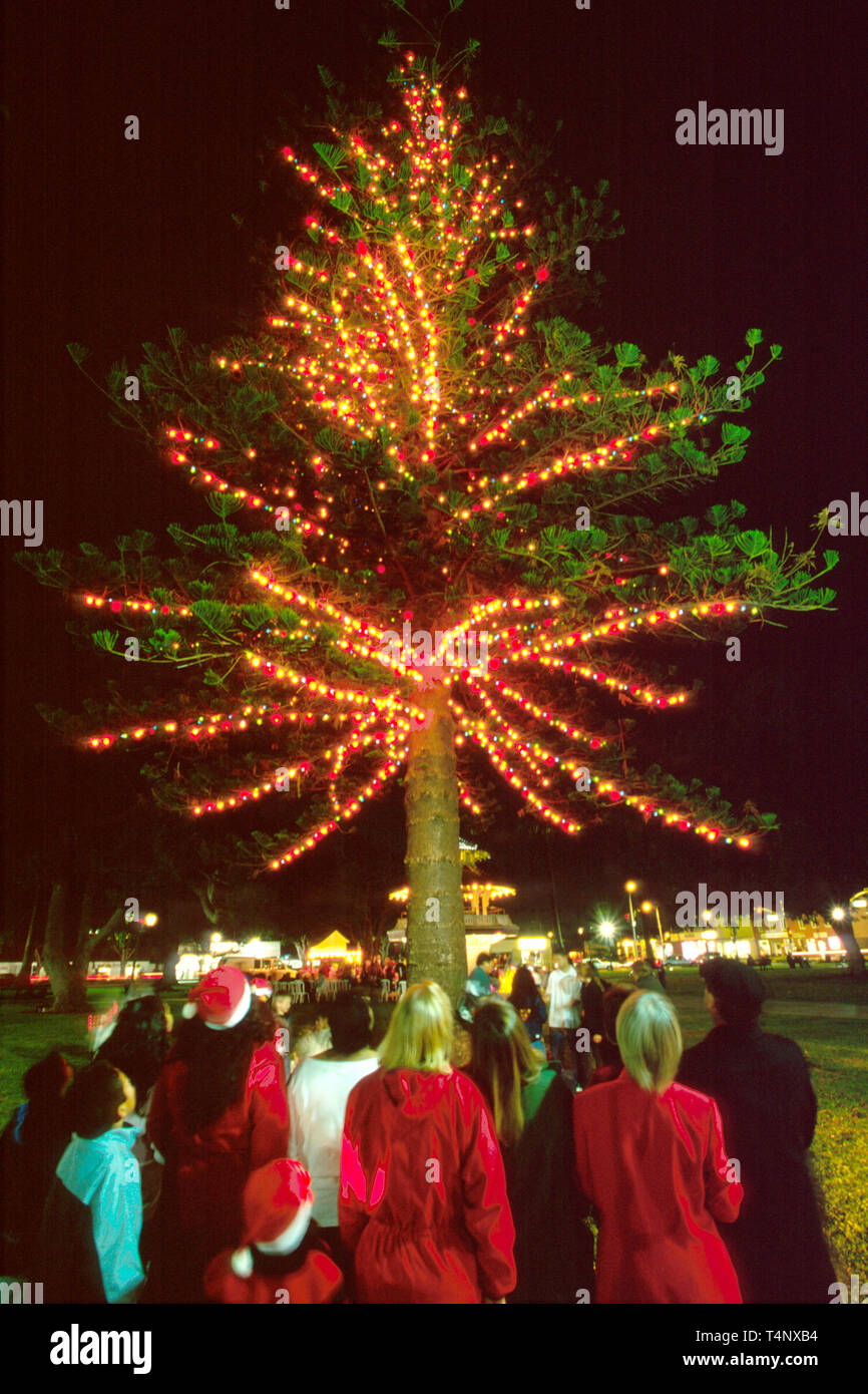 Oxnard California,Plaza Park,Christmas tree trees,wood,plant,flora ...