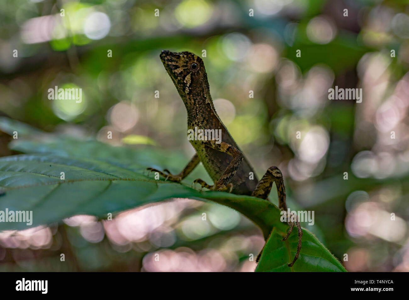 Reptile lizard leaf animal hi-res stock photography and images - Alamy