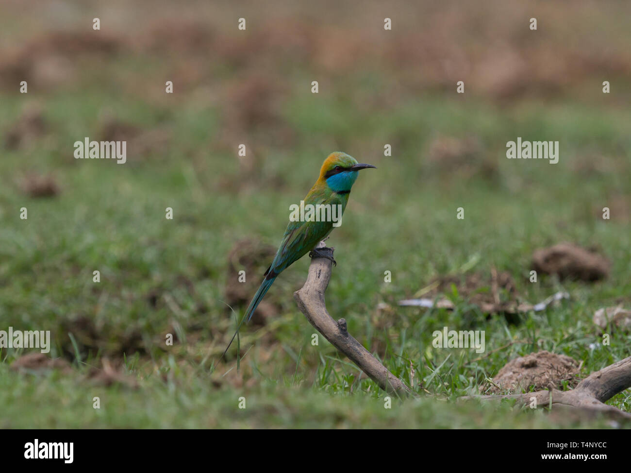 Blue-tailed Bee-eater, Merops philippinus. Sri Lanka Stock Photo - Alamy