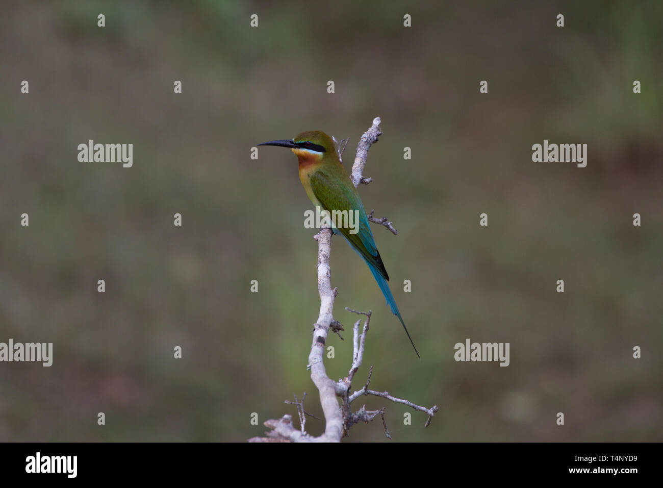 Blue-tailed Bee-eater, Merops philippinus. Sri Lanka Stock Photo - Alamy