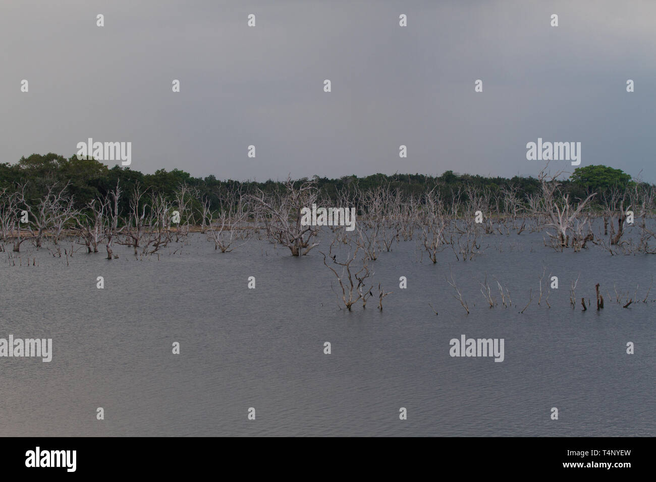 Weheragala Reservoir in Yala national park in Sri Lanka Stock Photo - Alamy