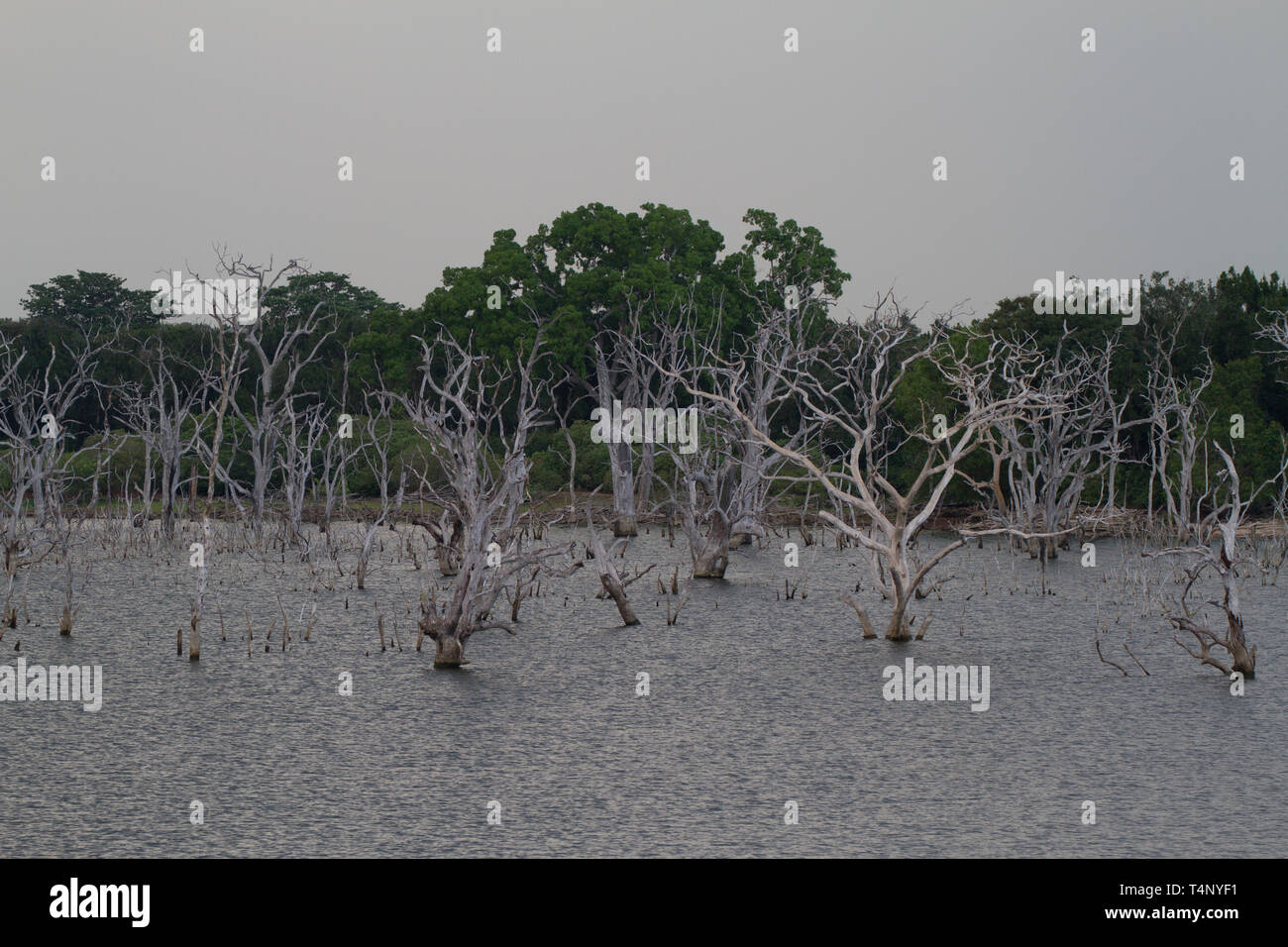 Weheragala Reservoir in Yala national park in Sri Lanka Stock Photo - Alamy