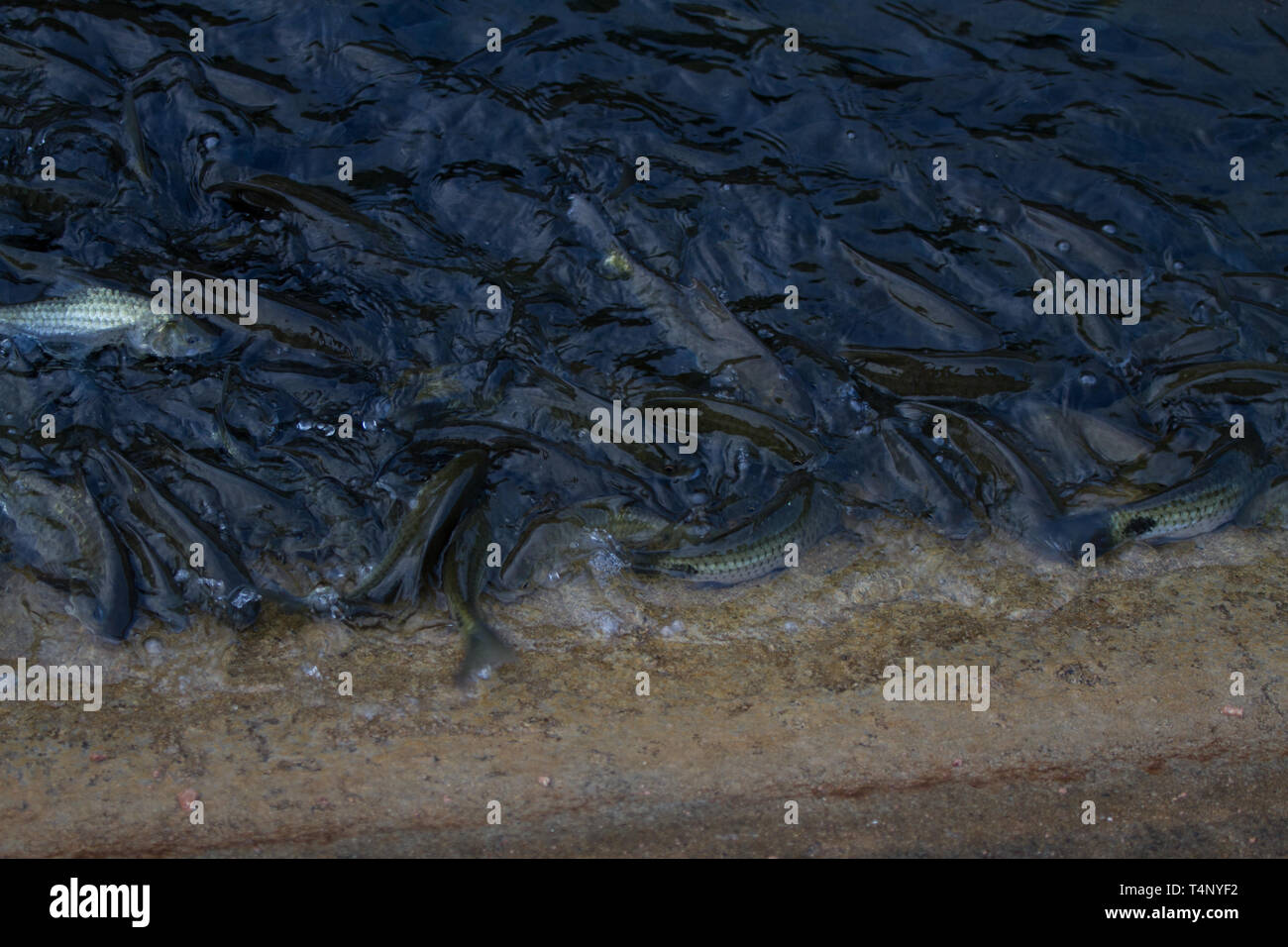 Large shoal of fish feeding on tit bits thrown into water. Sri Lanka ...