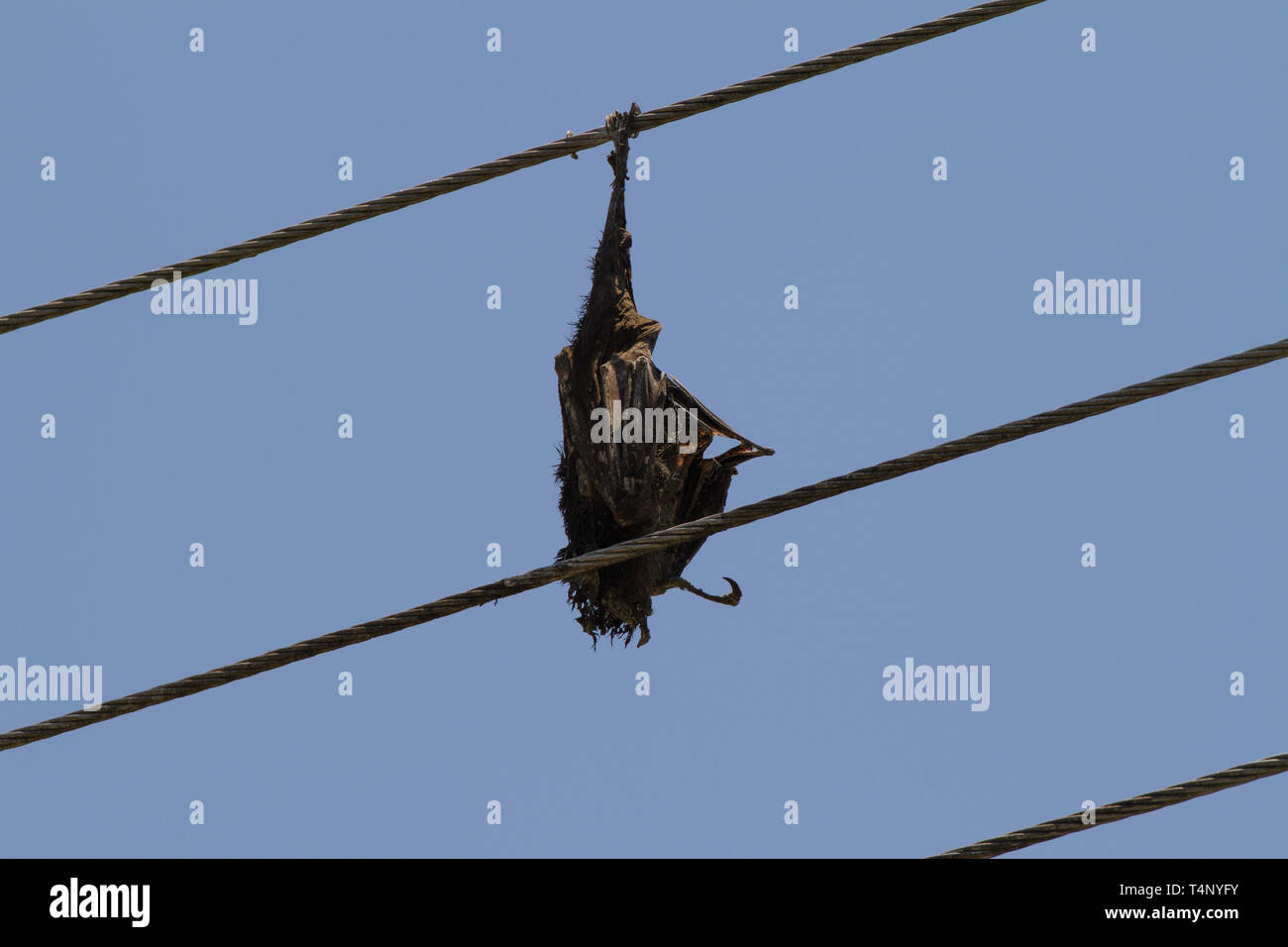 Dead bat hi-res stock photography and images - Alamy