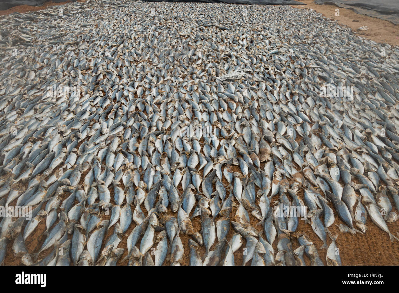 Sun drying fish hi-res stock photography and images - Alamy