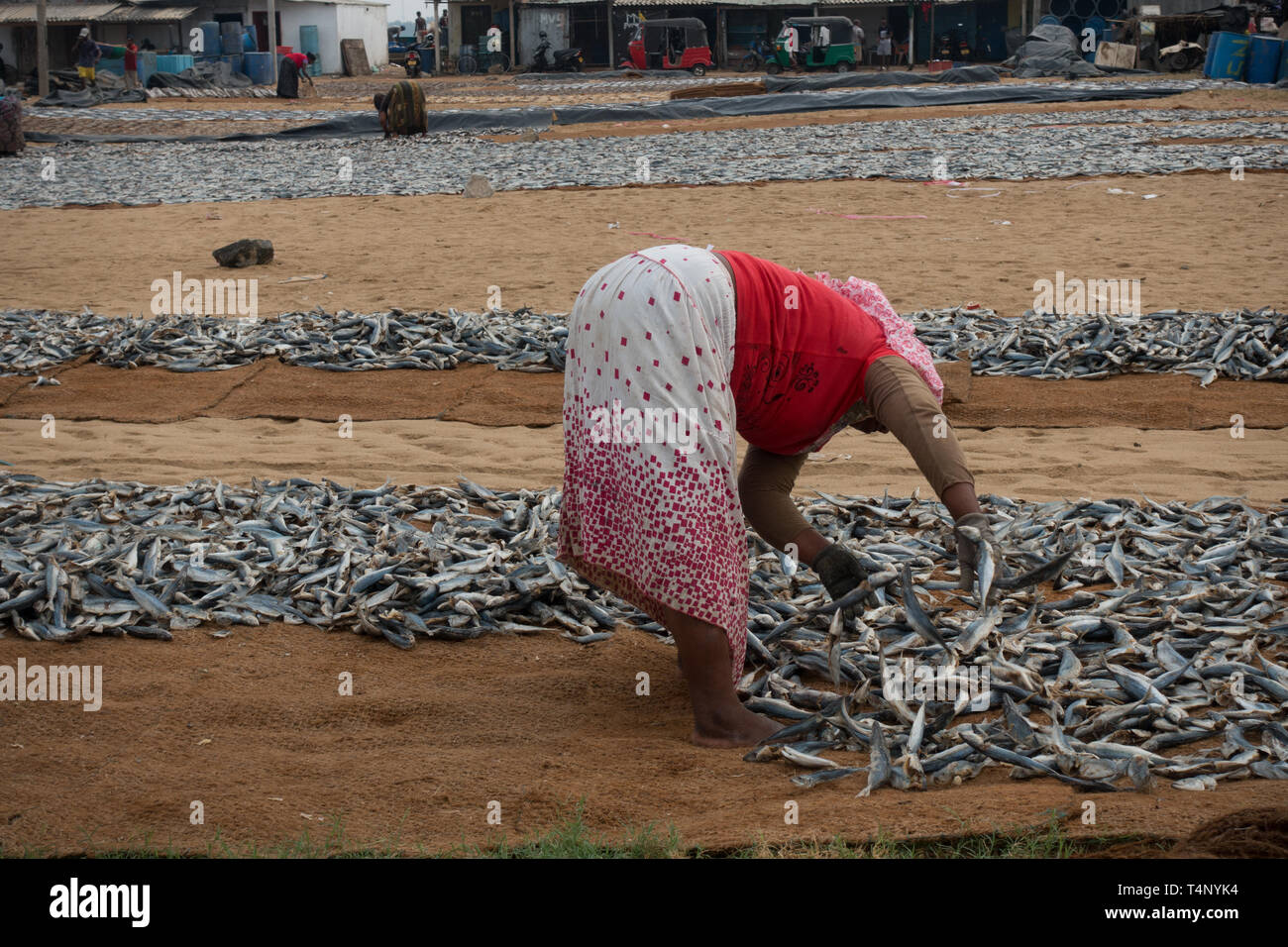 Fish drying on on quayside. Colombo. Sri Lanka Stock Photo - Alamy