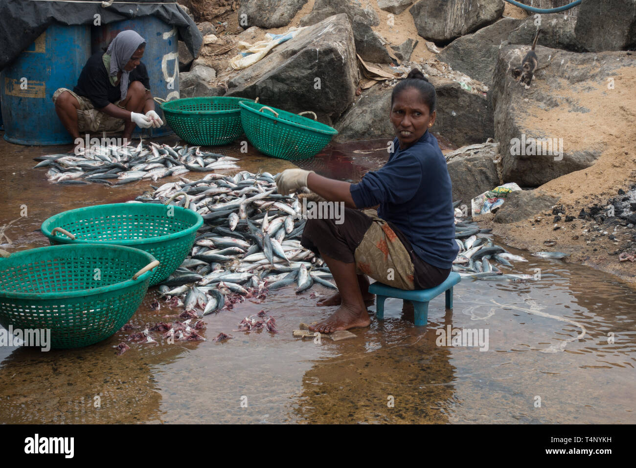 Woman preparing fish on quayside, Colombo, Sri Lanka Stock Photo - Alamy