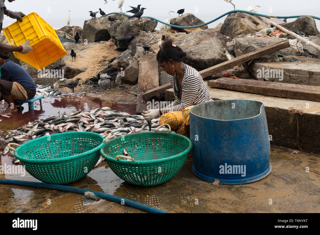 Woman preparing fish on quayside, Colombo, Sri Lanka Stock Photo - Alamy