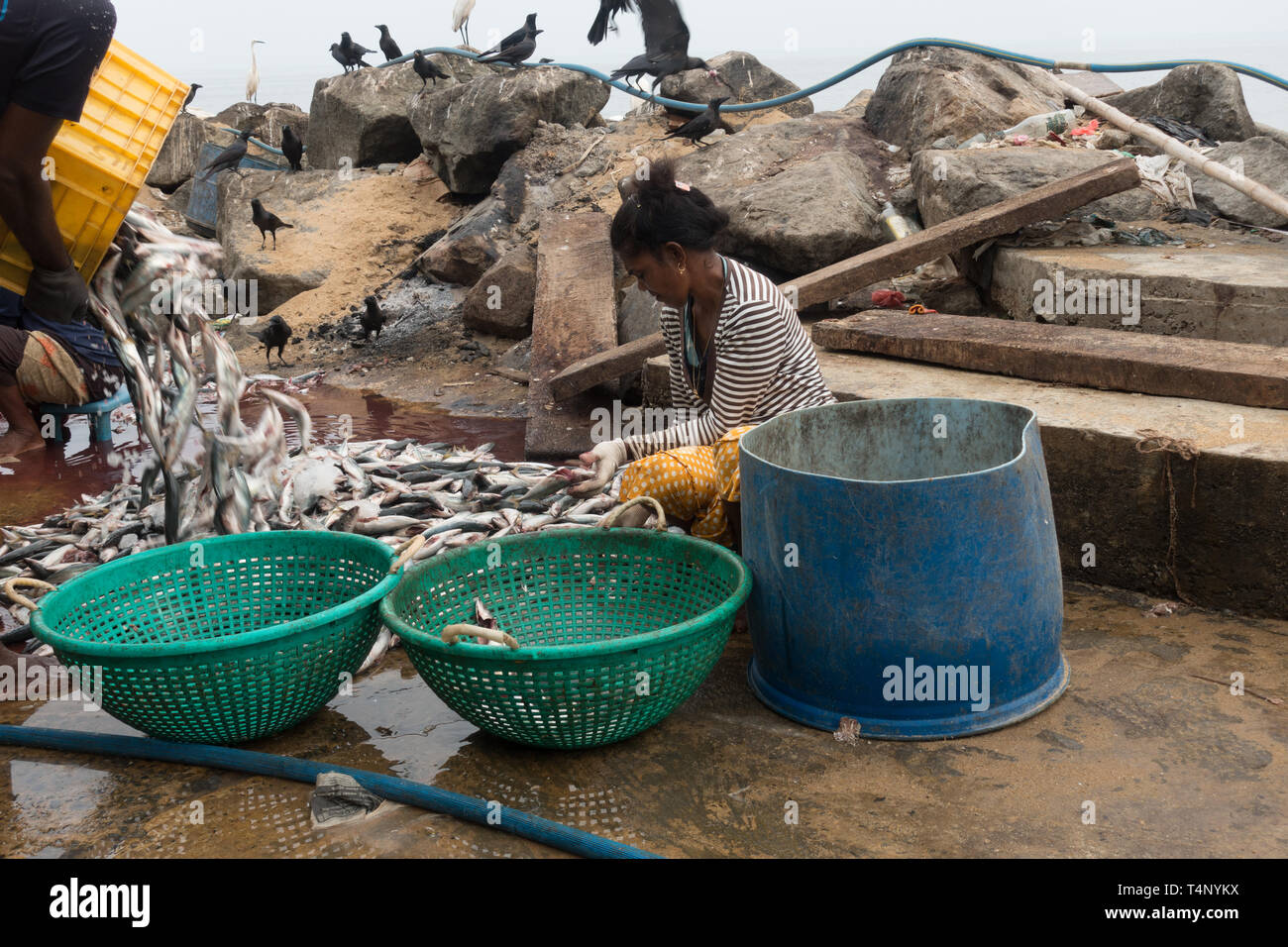 Woman preparing fish on quayside, Colombo, Sri Lanka Stock Photo - Alamy