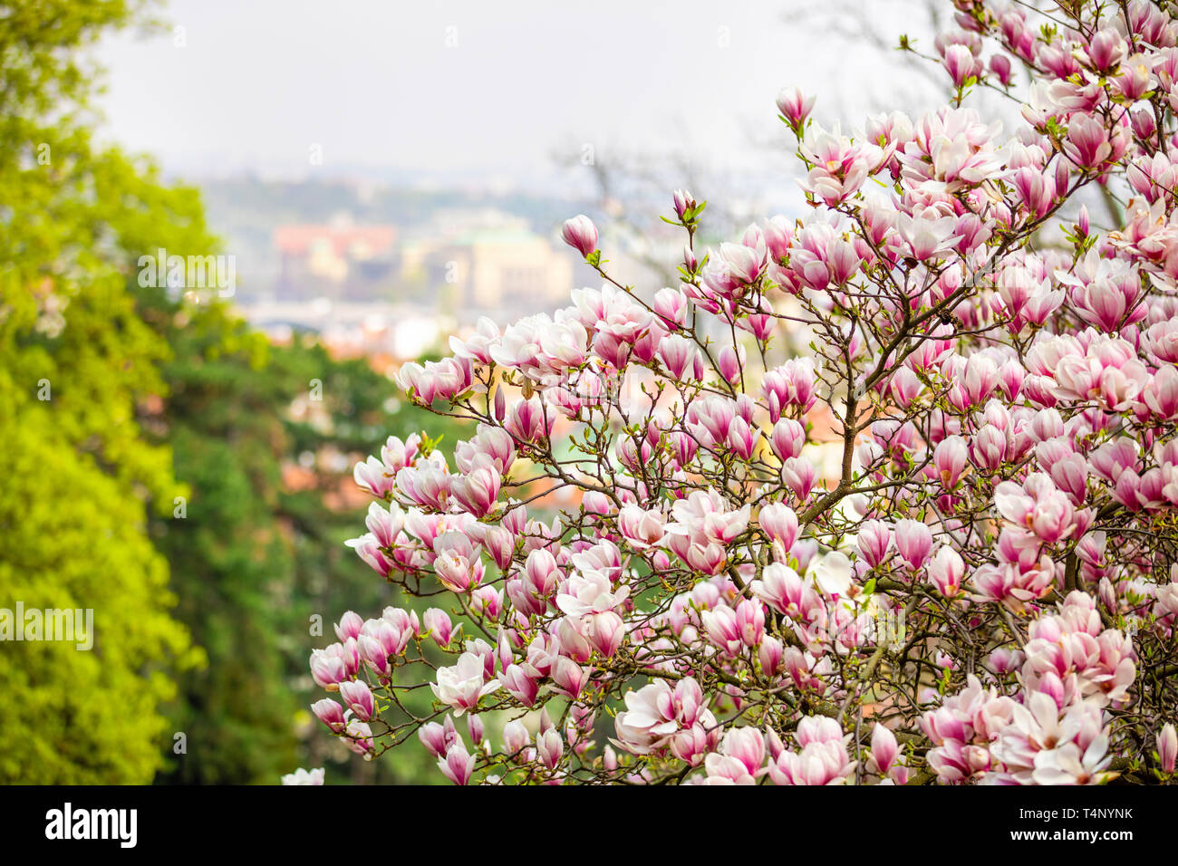 Prague tulip hi-res stock photography and images - Alamy