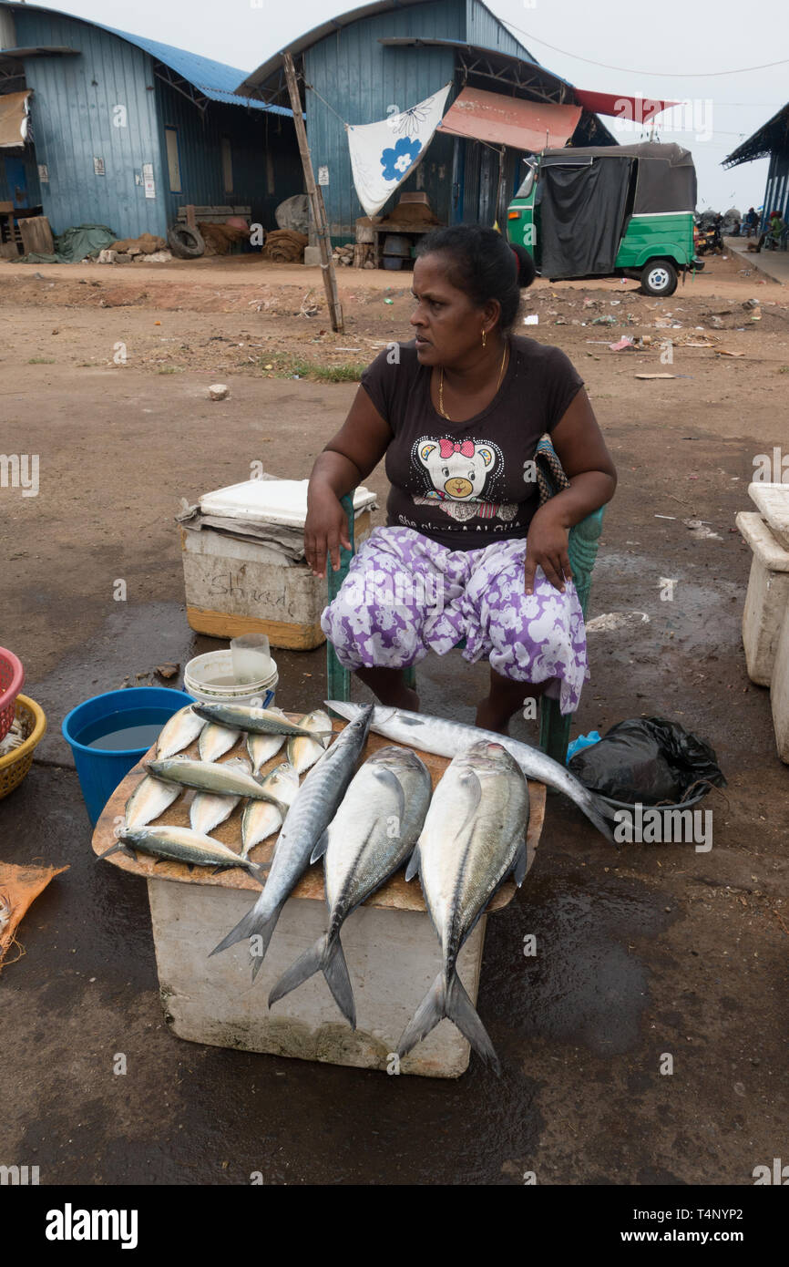 Fish for sale at fish market. Colombo. Sri Lanka Stock Photo - Alamy