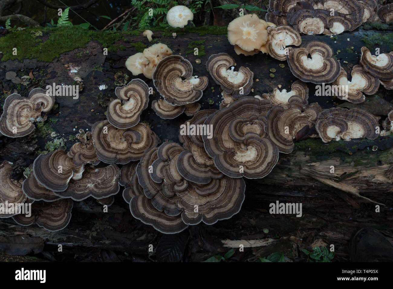 Fungus growing on log. Tropical Forest. Sri Lanka Stock Photo - Alamy