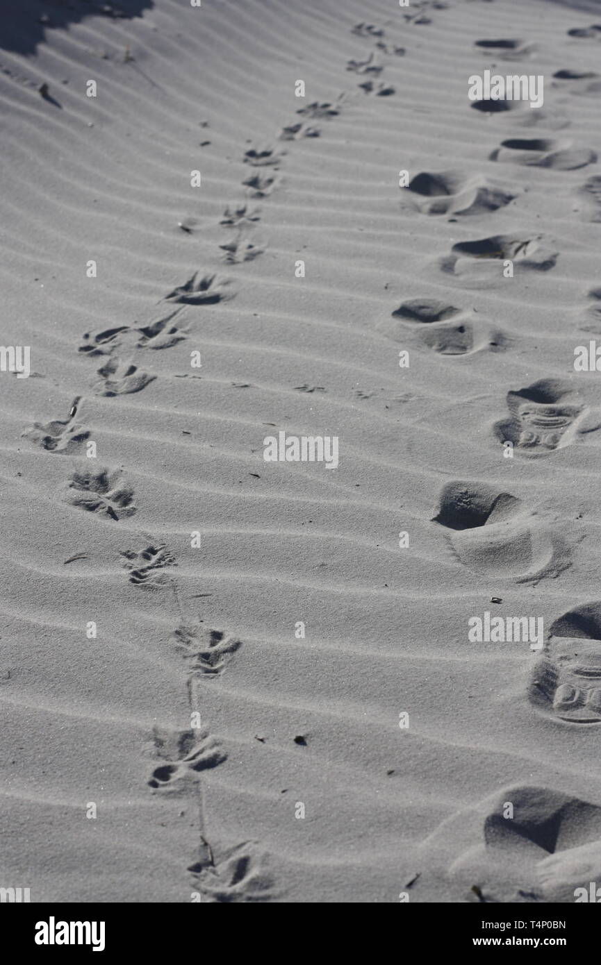 Way of the gull hi-res stock photography and images - Alamy