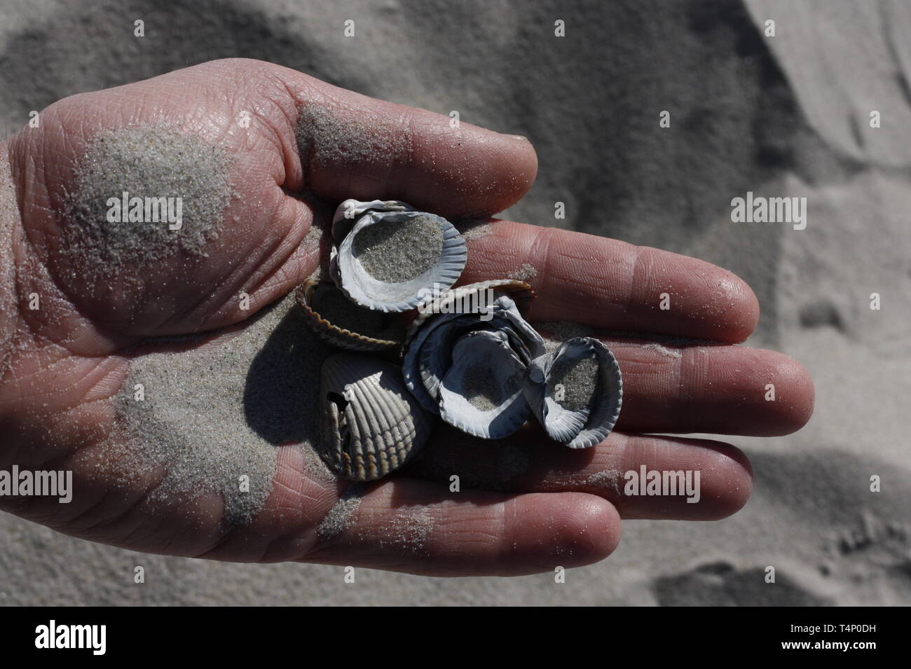 Sea shell treasure Stock Photo - Alamy