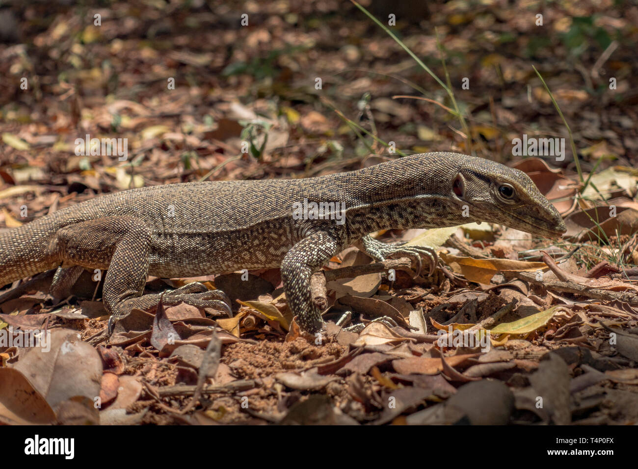 Young Land Monitor or Bengal Monitor. Varanus benghalensis. Sri Lanka ...