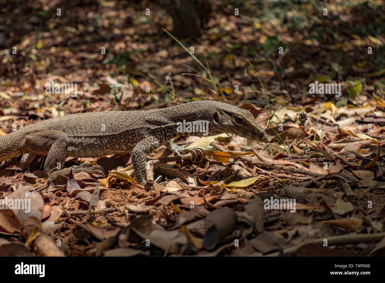 Young Land Monitor or Bengal Monitor. Varanus benghalensis. Sri Lanka ...