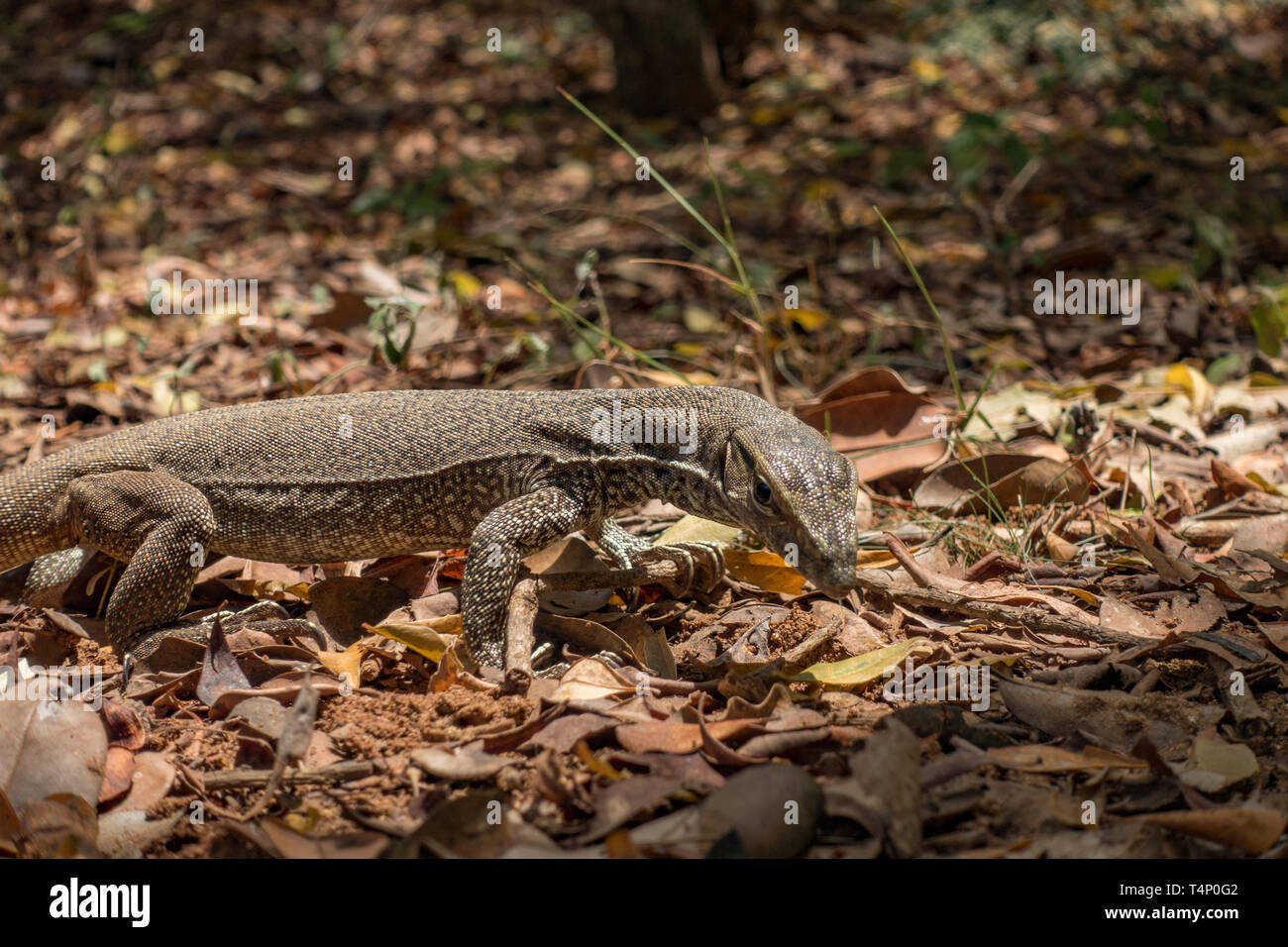 Young Land Monitor or Bengal Monitor. Varanus benghalensis. Sri Lanka ...
