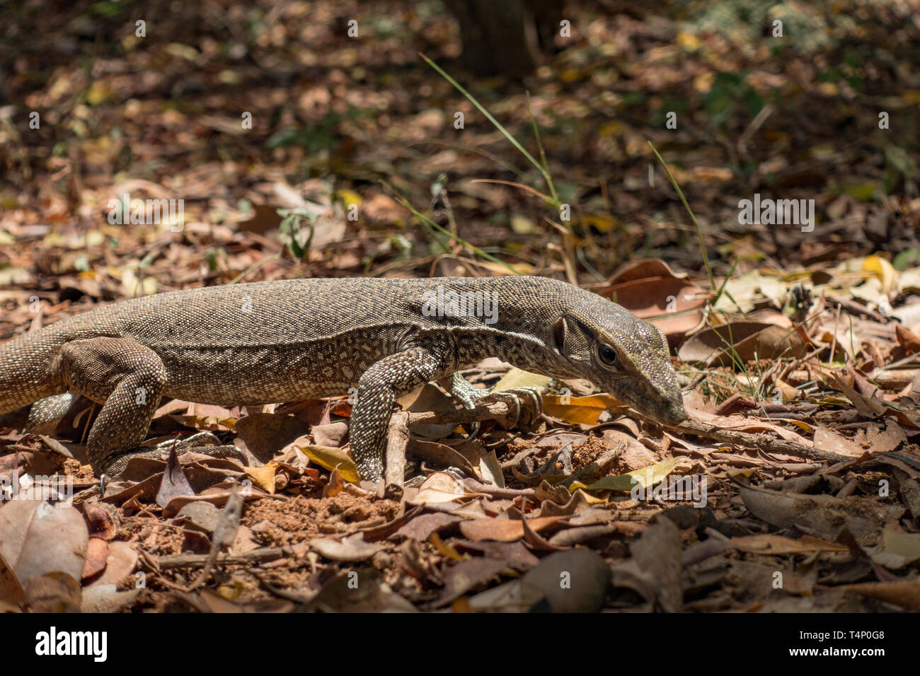 Sri lanka land monitor hi-res stock photography and images - Alamy