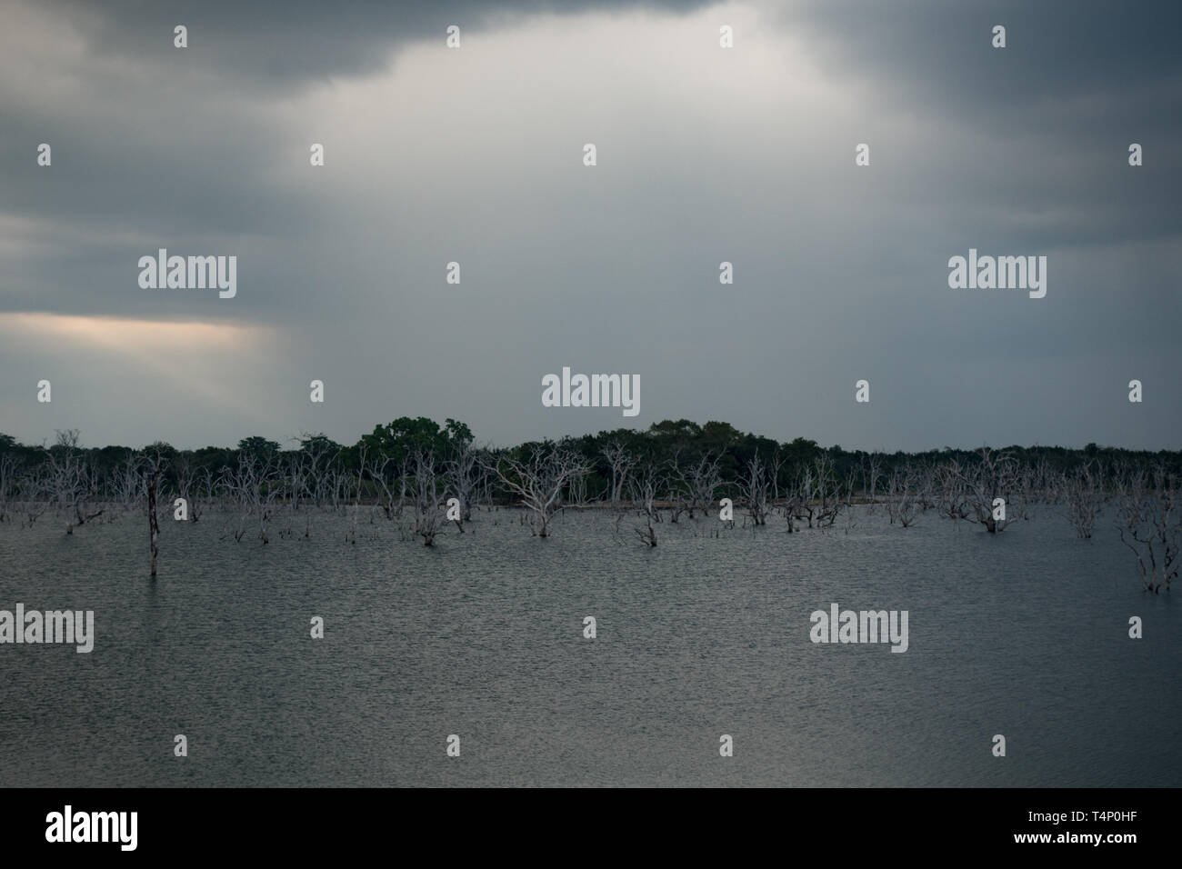 Weheragala Reservoir in Yala national park in Sri Lanka Stock Photo - Alamy