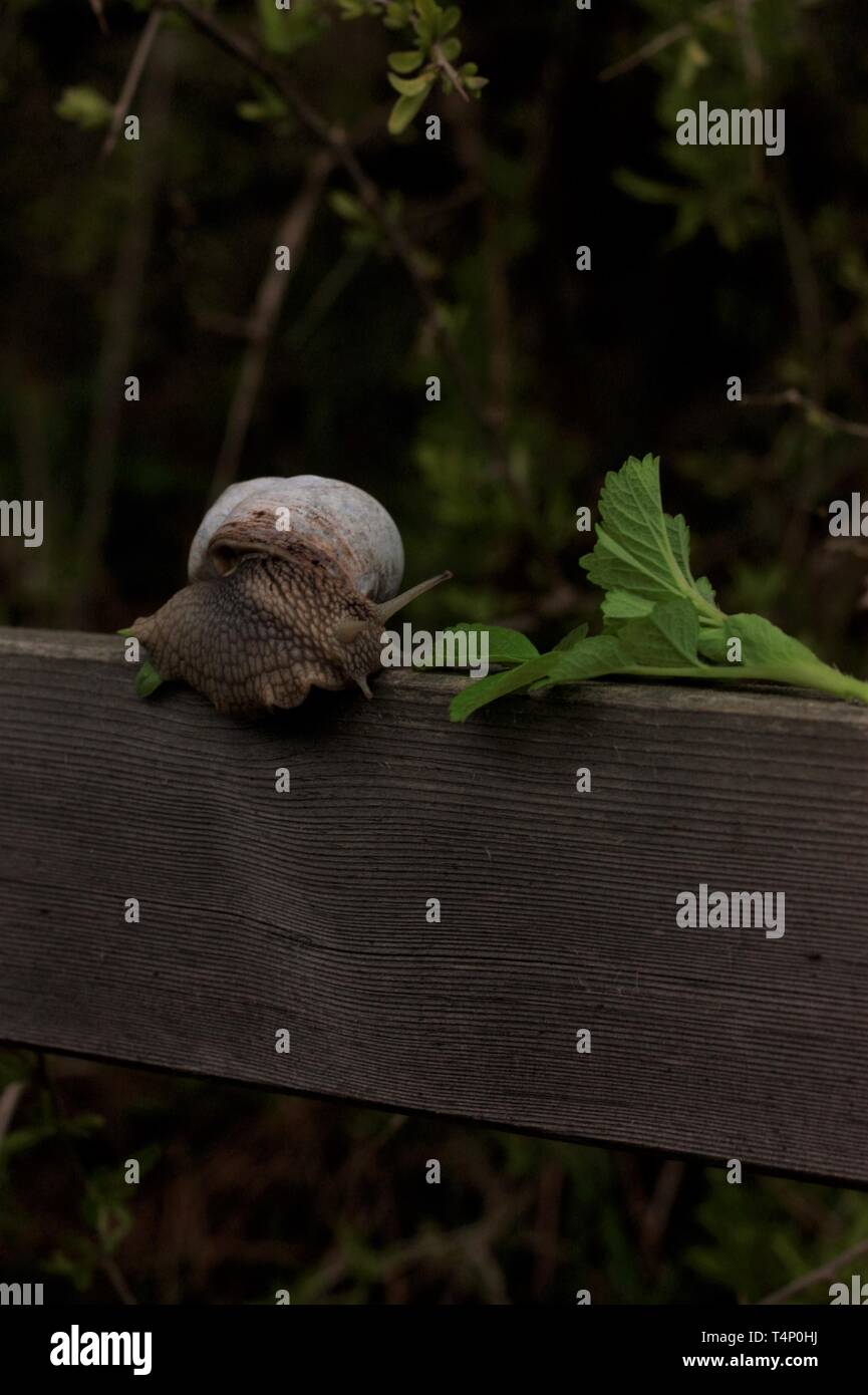 Curiosity food hi-res stock photography and images - Alamy