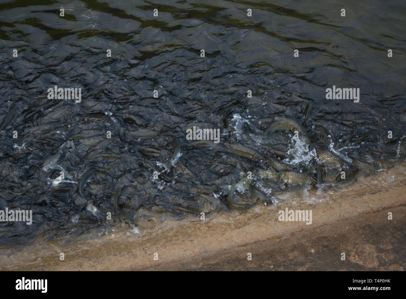 Mass feeding hi-res stock photography and images - Alamy