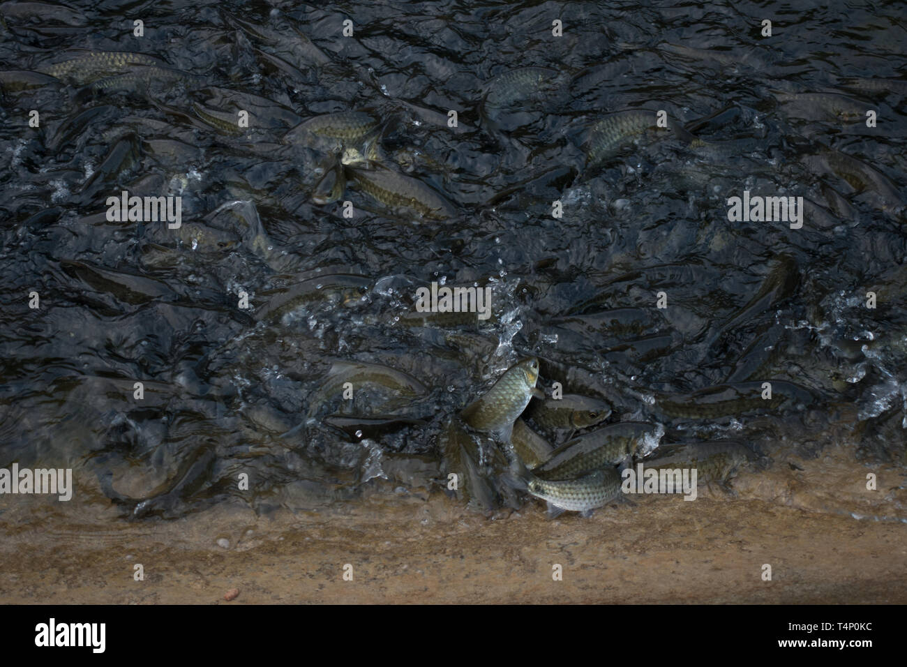 mass of fish feeding on food thrown into water. Sri Lanka Stock Photo ...
