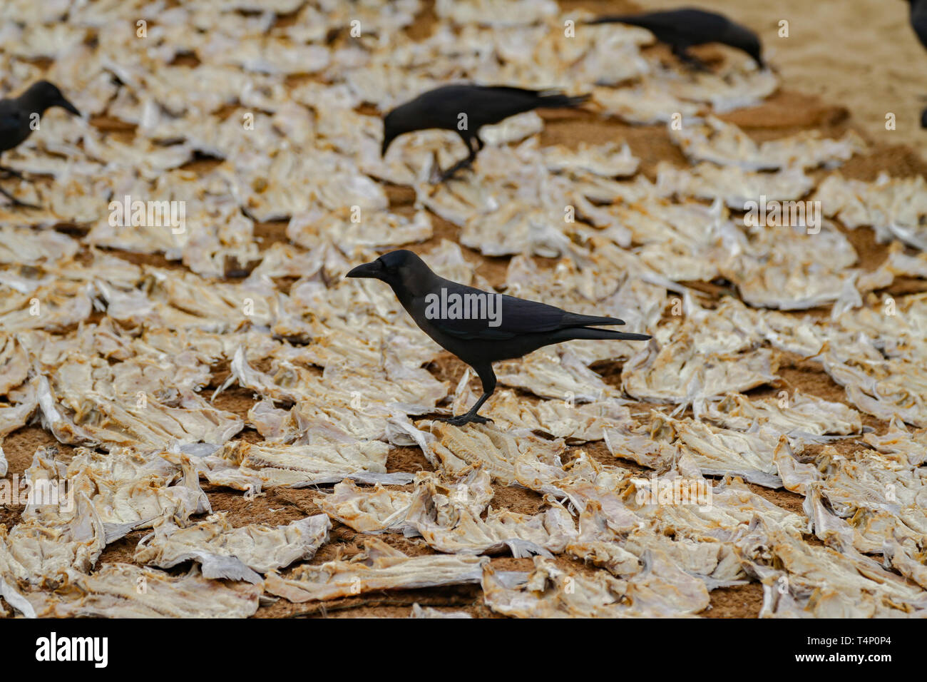 Crows feeding amongst drying fish. Fish Market. Colombo. Sri Lanka ...