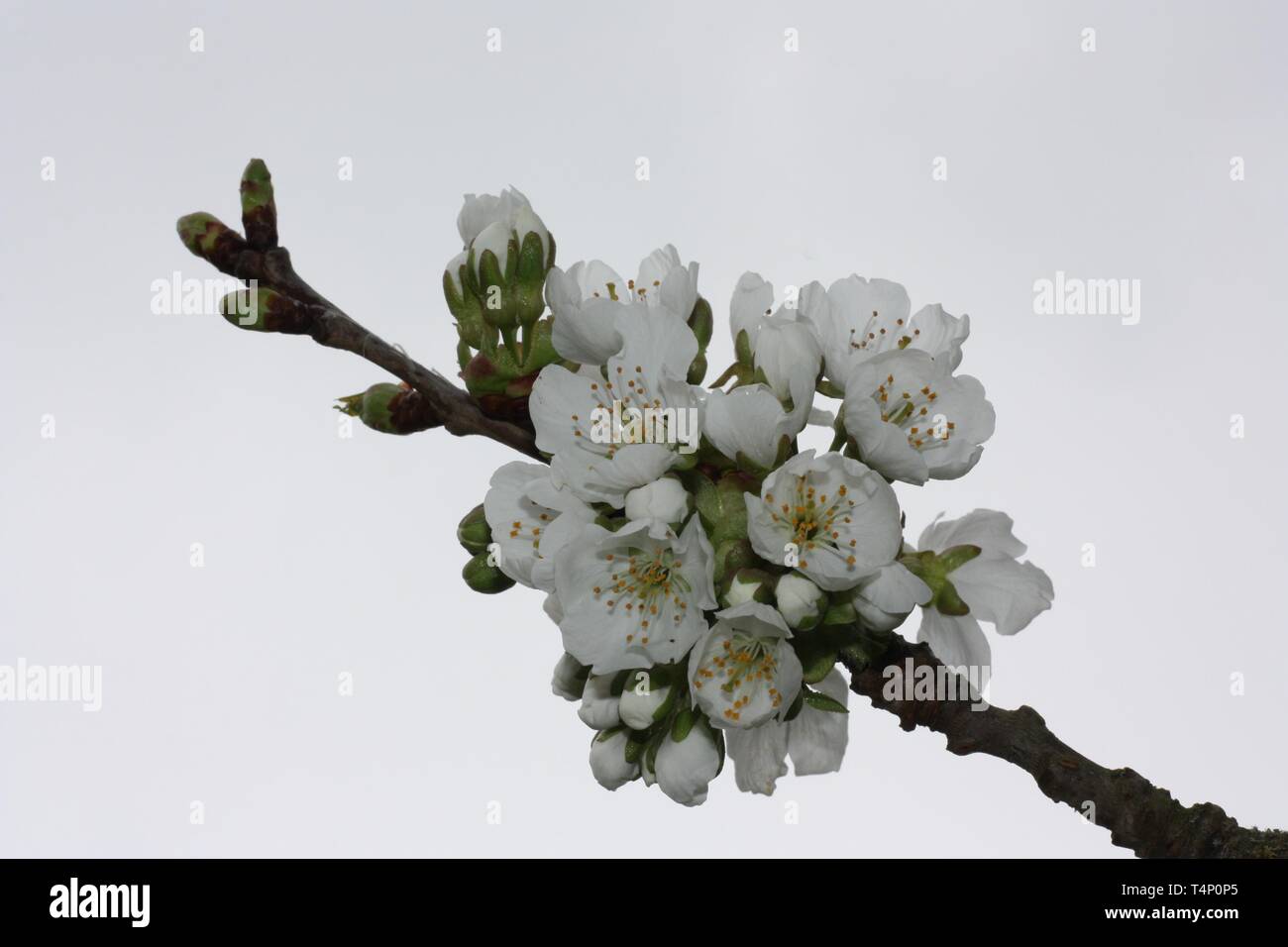 First bloom hi-res stock photography and images - Alamy